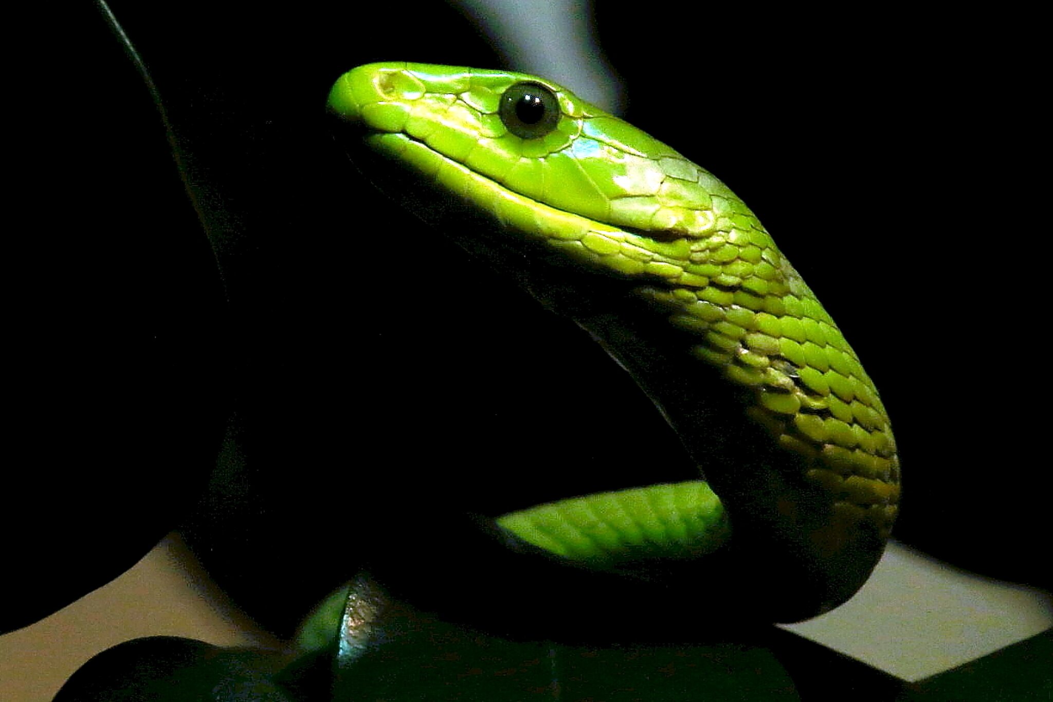Die grüne Mamba-Portrait des Todes!