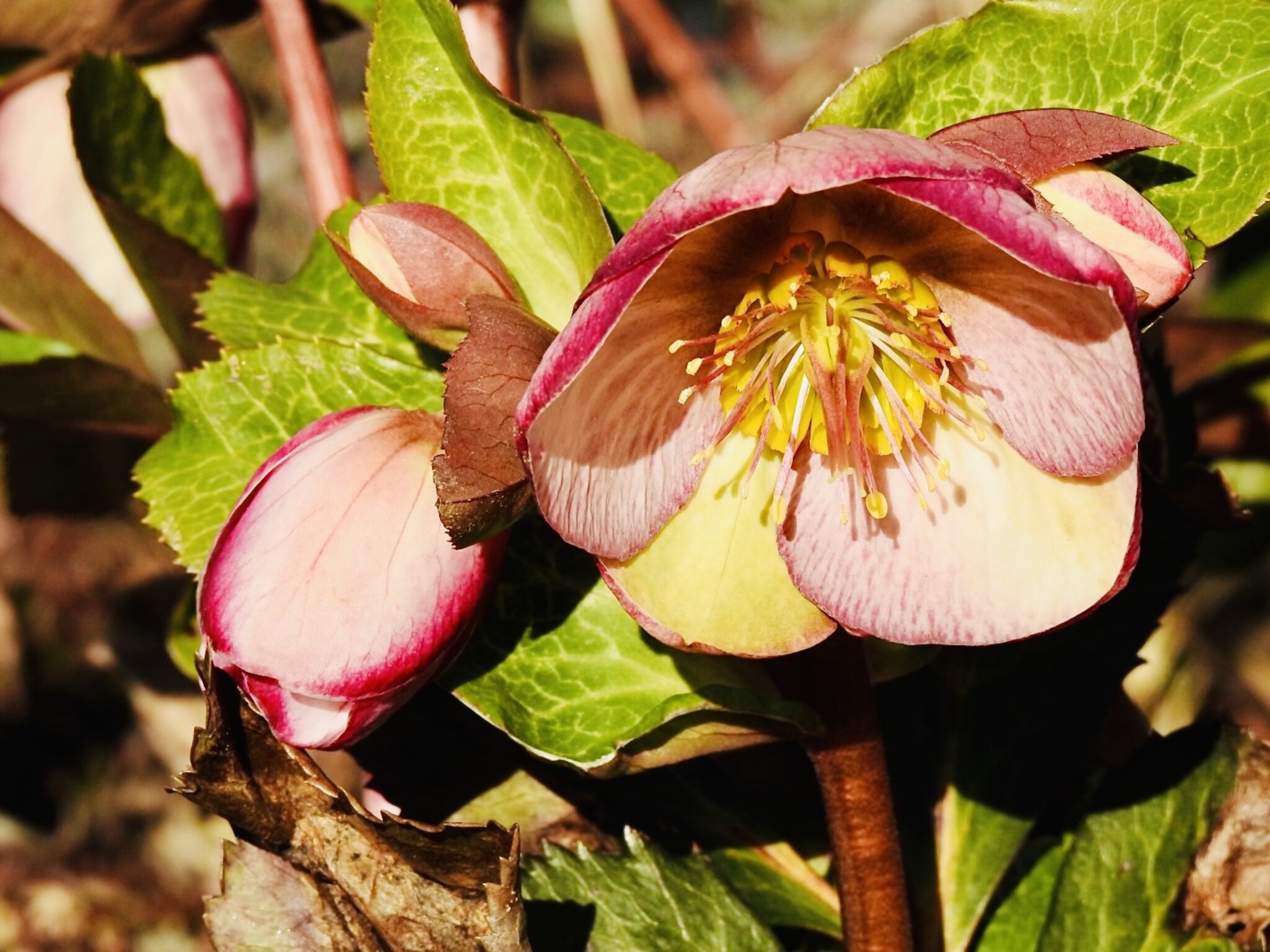 „Winter Angel“ Reich blühende Christrose