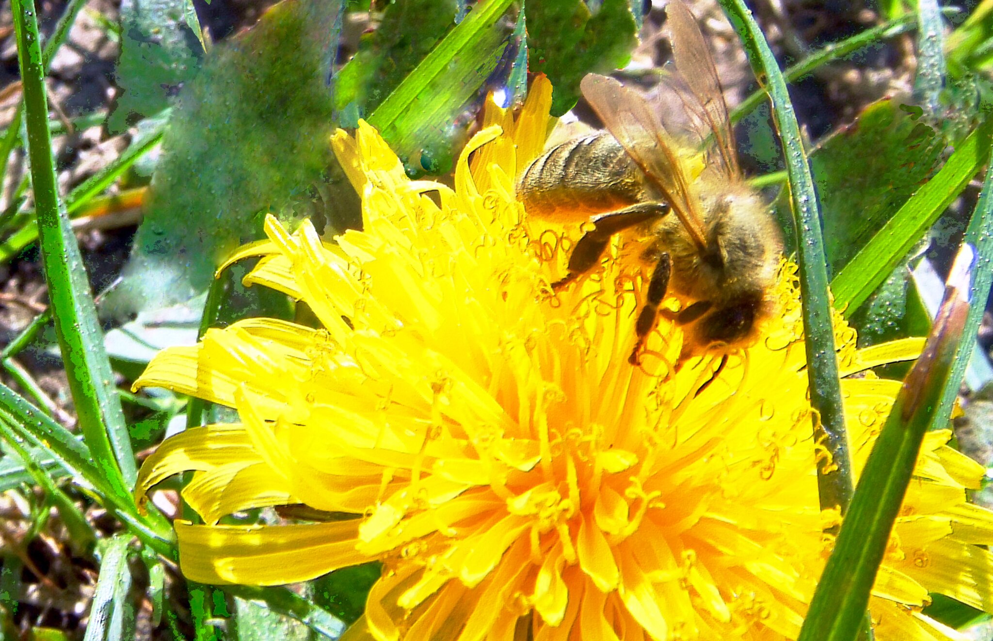 Der Nektar ist bereit gestellt