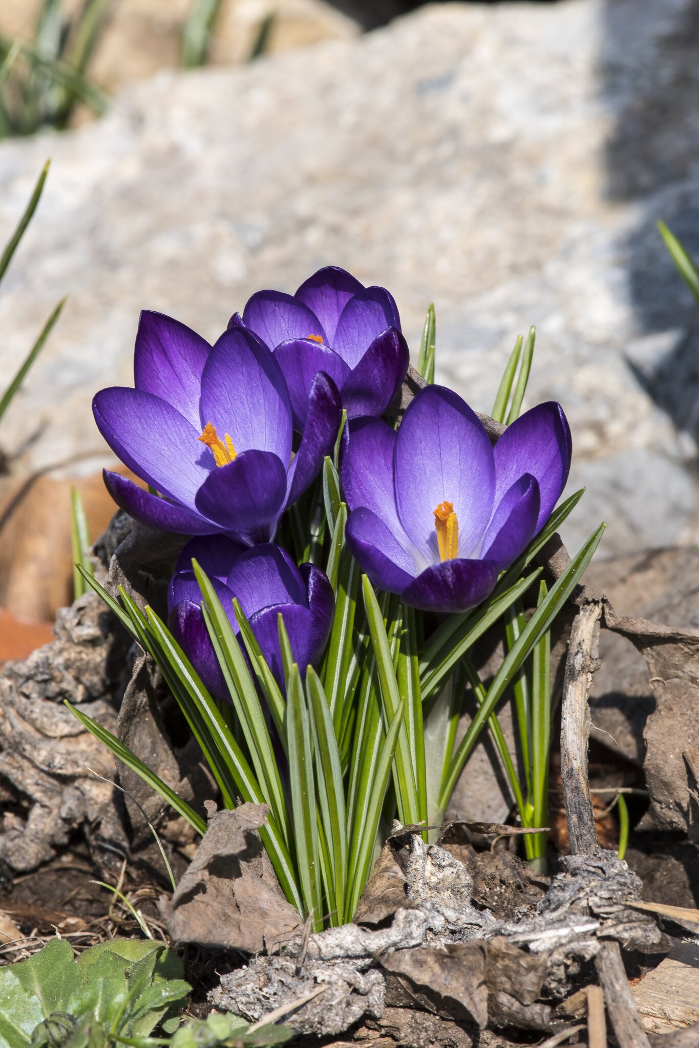 Krokus Gruß, schönen Frühlingsbeginn