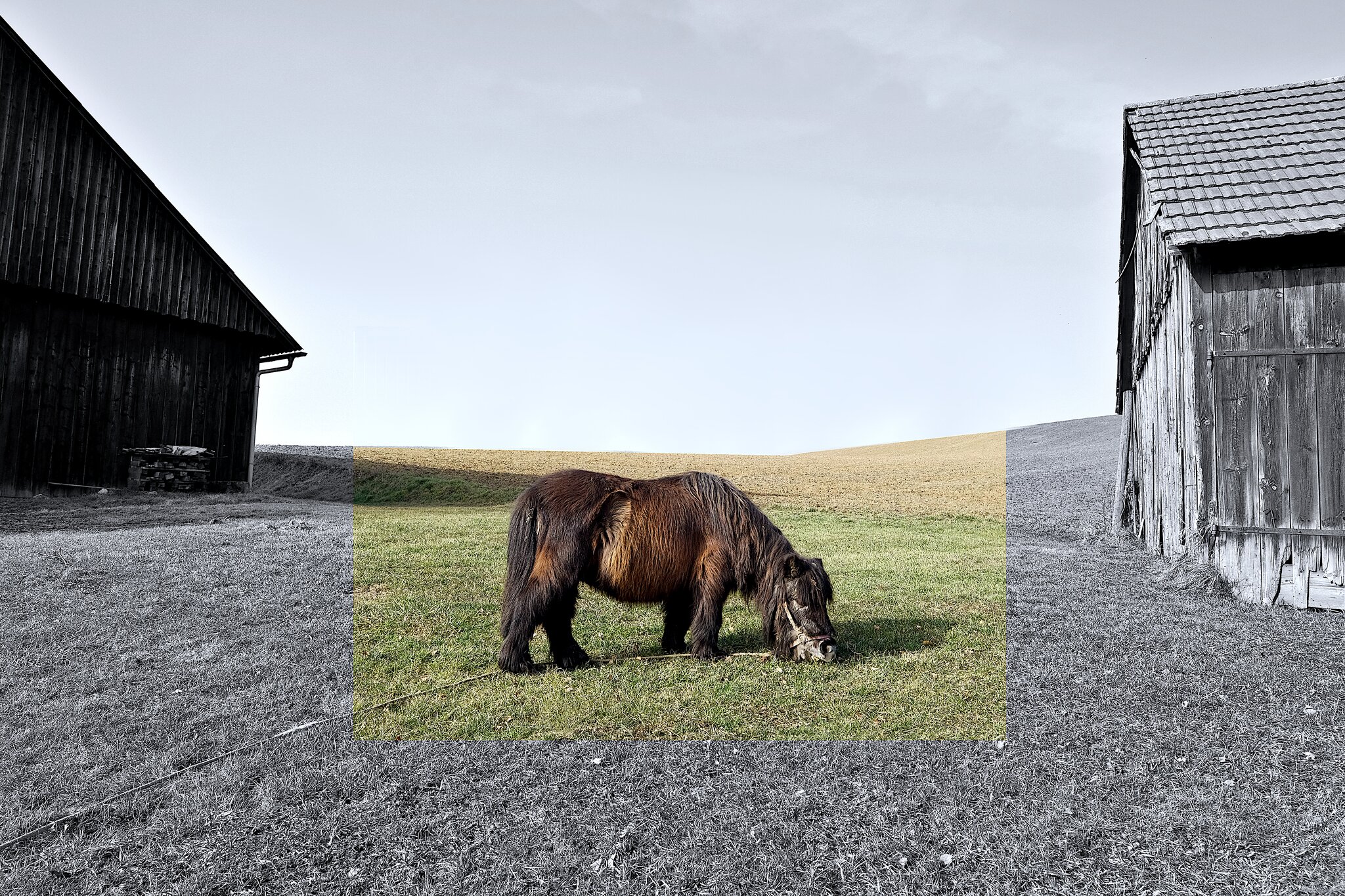 Das Pony,...ganz für sich!