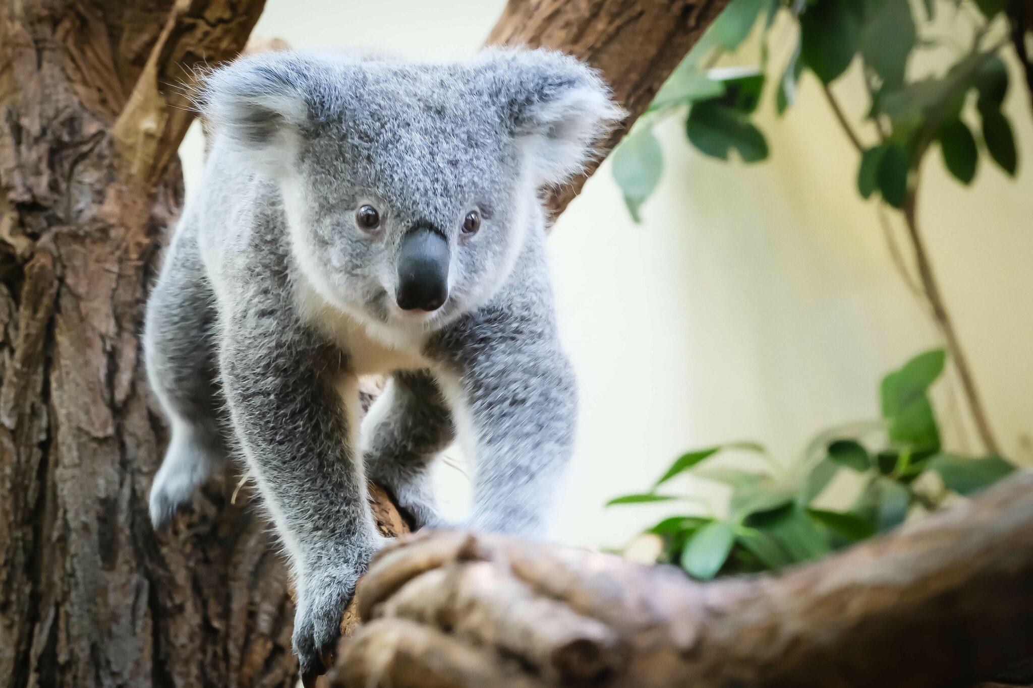 29.09.2022 Koala im Tiergarten Schönbrunn geboren