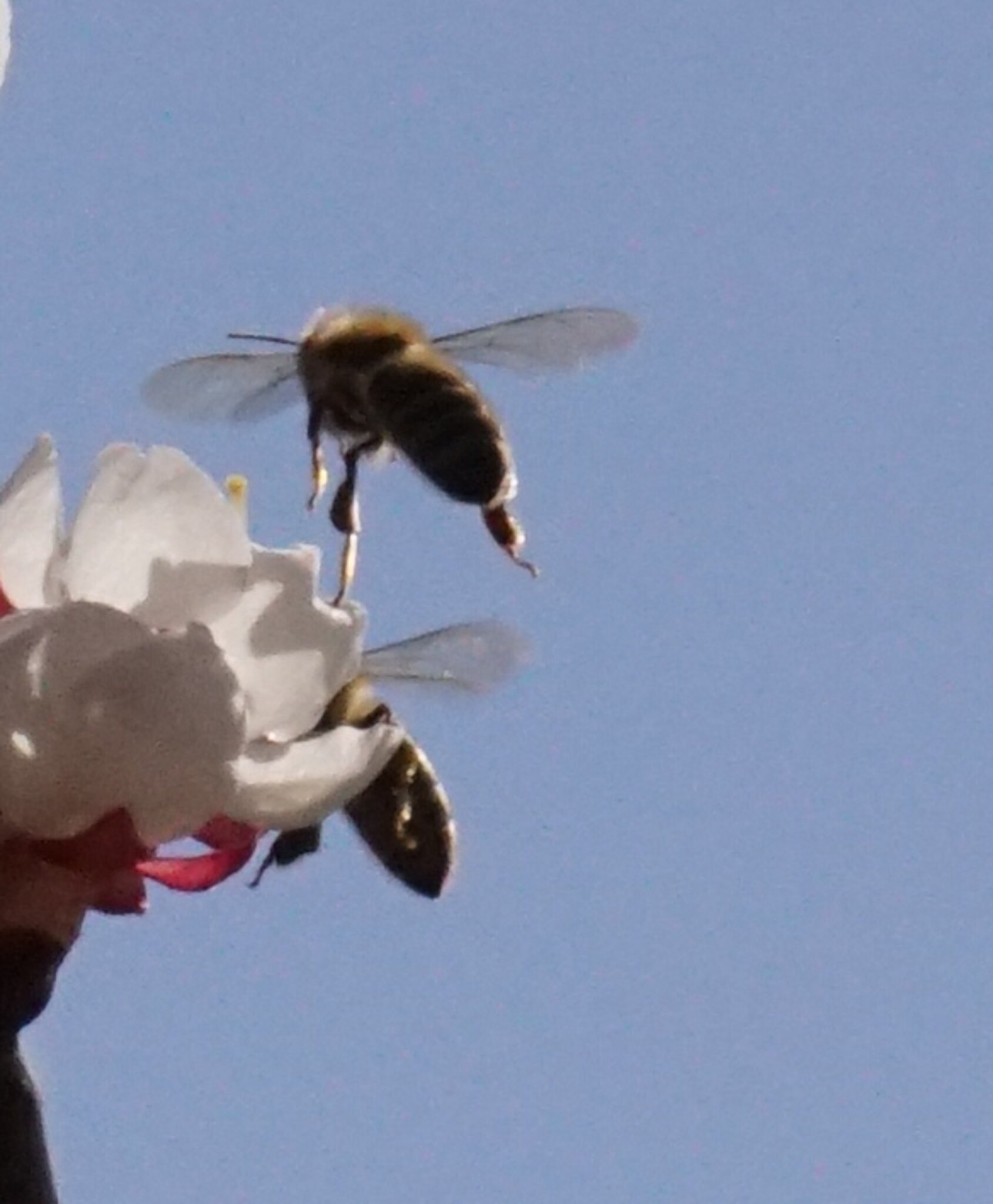 ein Anflug zwei Biene