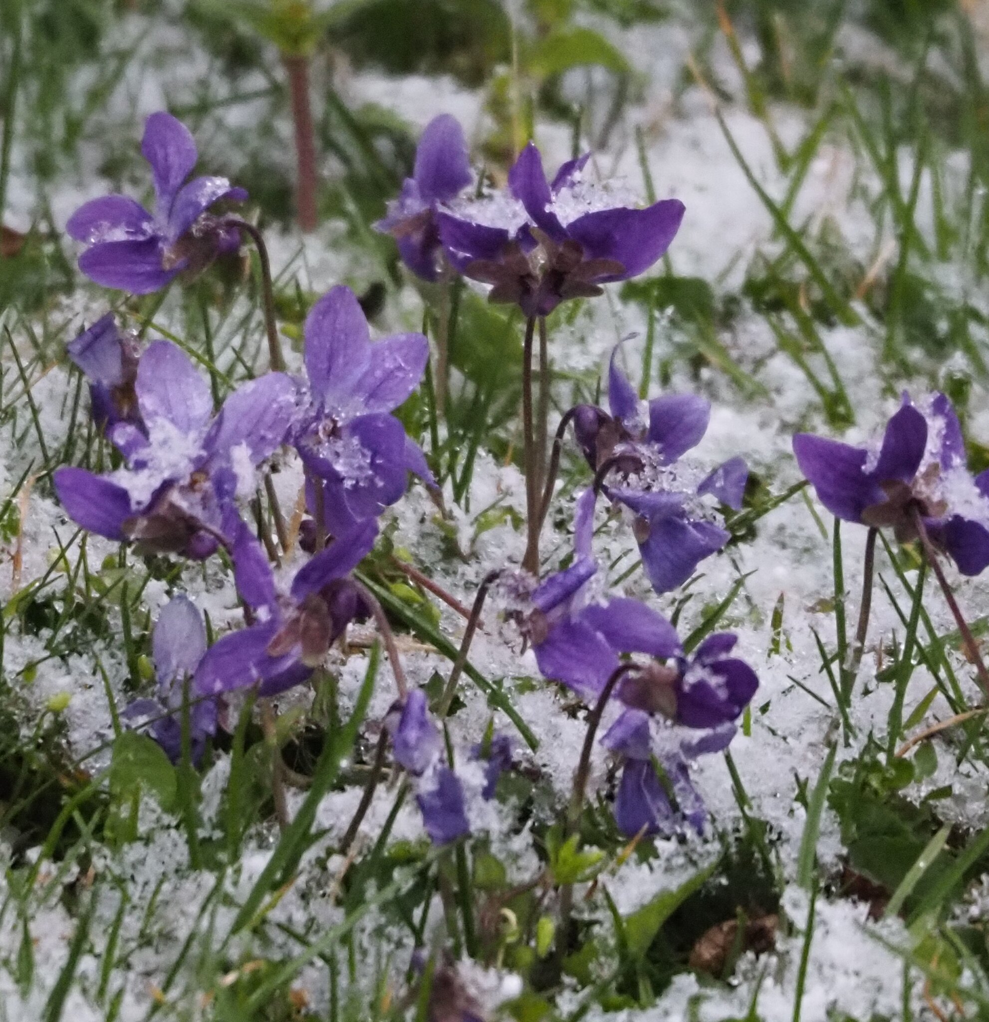 Veilchen leicht mit Schnee bezuckert