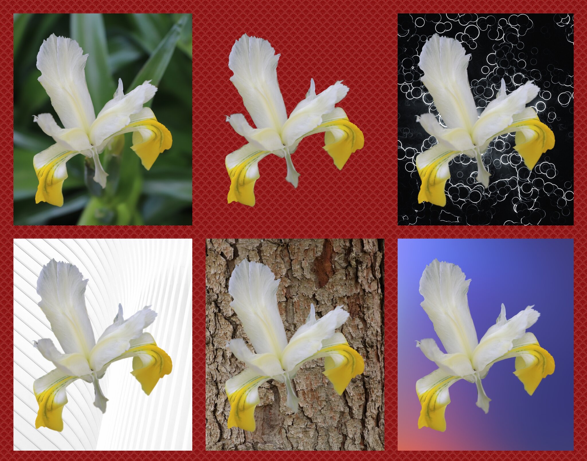 IRIS-Blüte - Collage