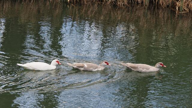 1 - 2 - 3 Warzenenten