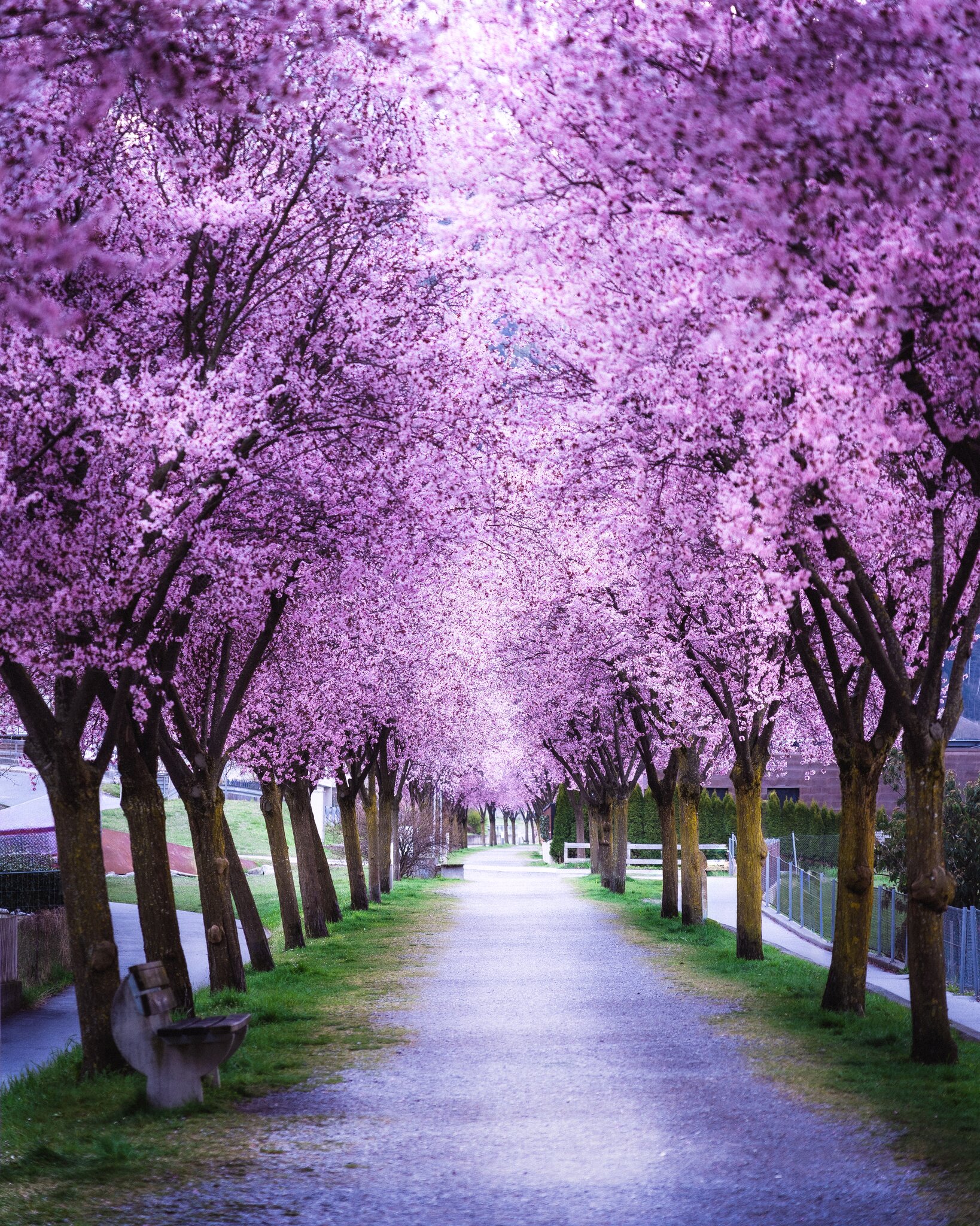 Blütenallee in Zams