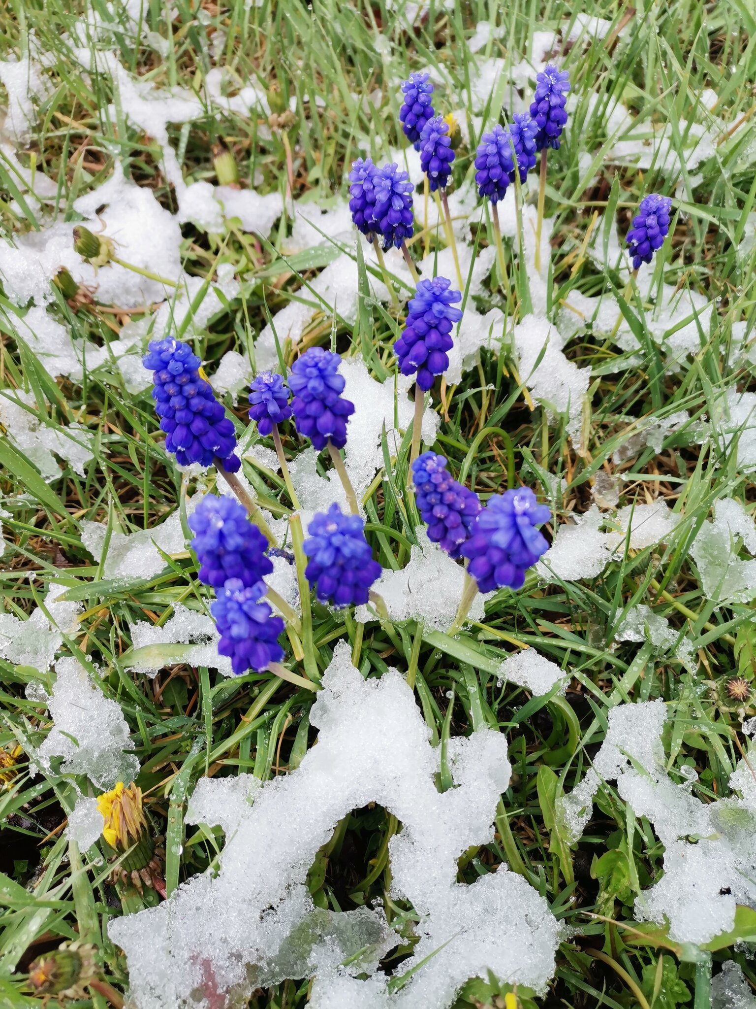 Schneeblumen
