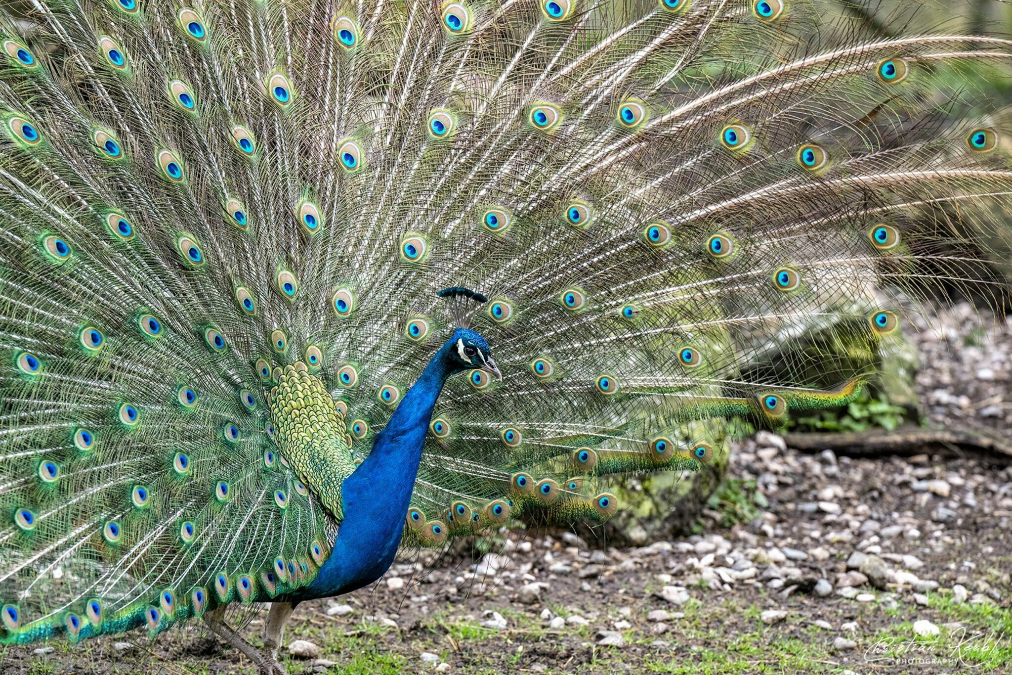 Pfau von seiner schönsten Seite