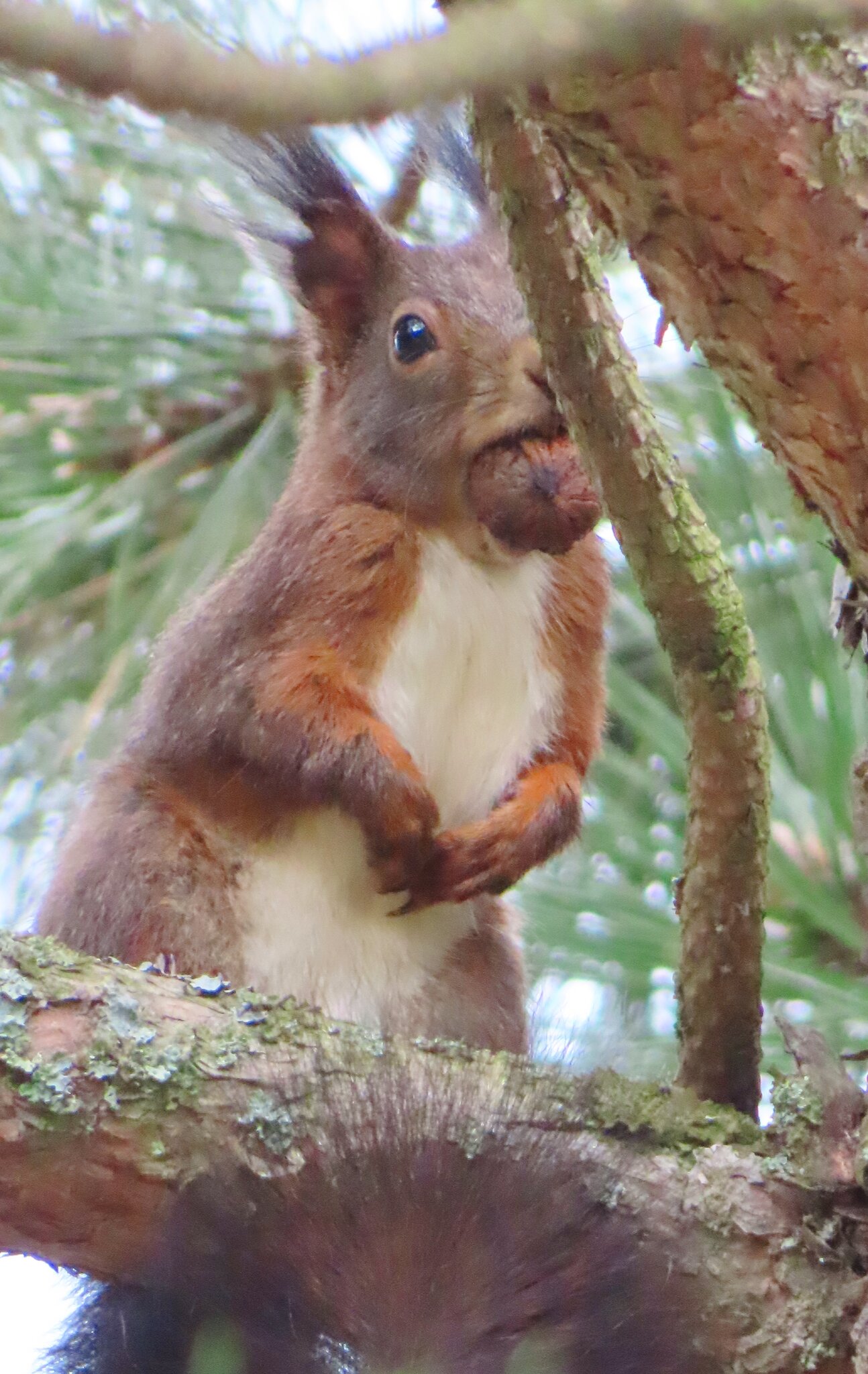 Süsser kleiner Racker