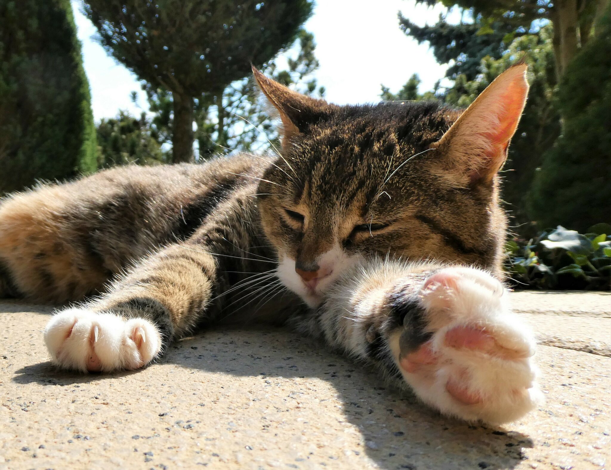 Mutzi genießt die Sonne 🌞