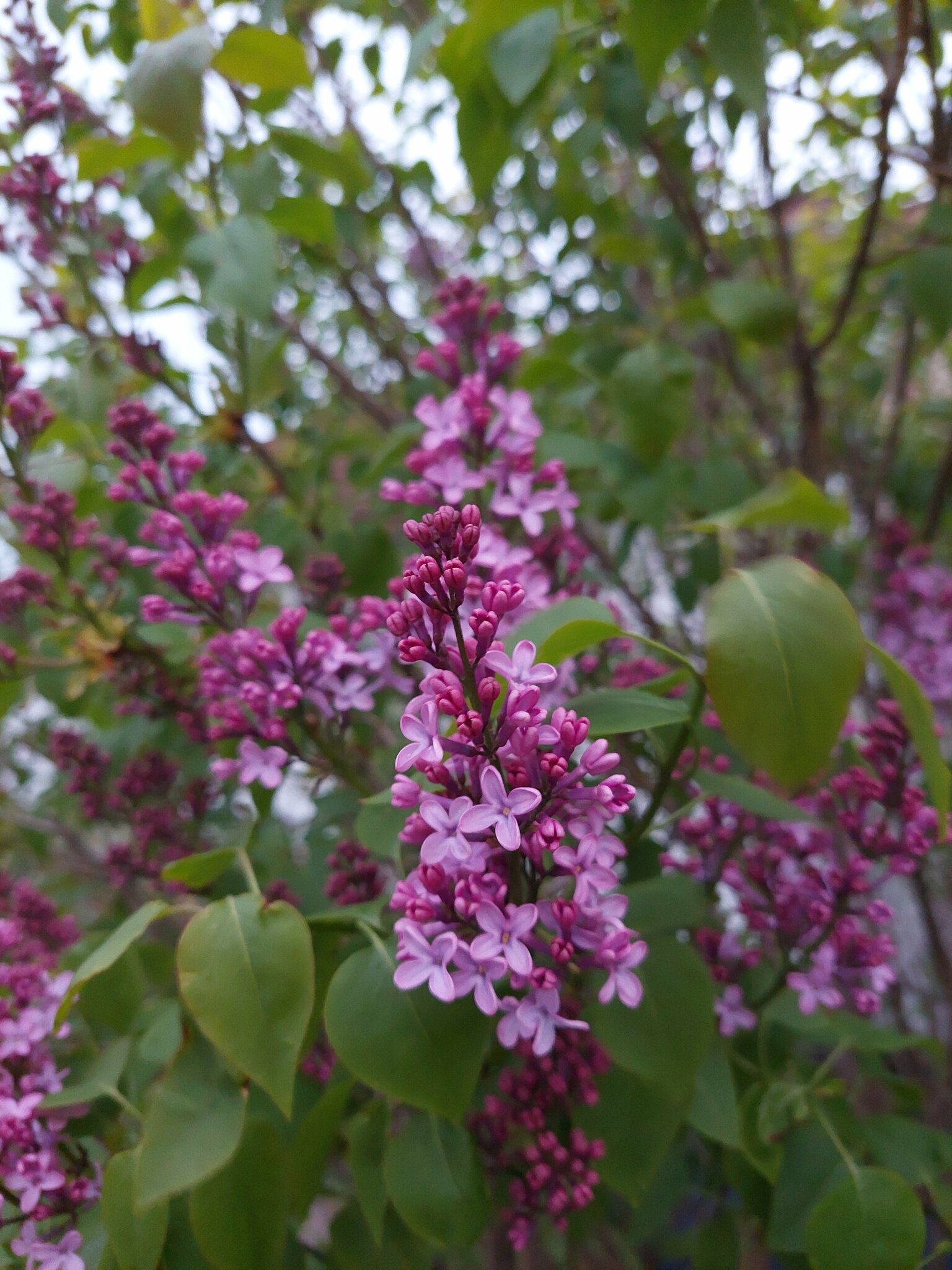 So schön und so gut riechend