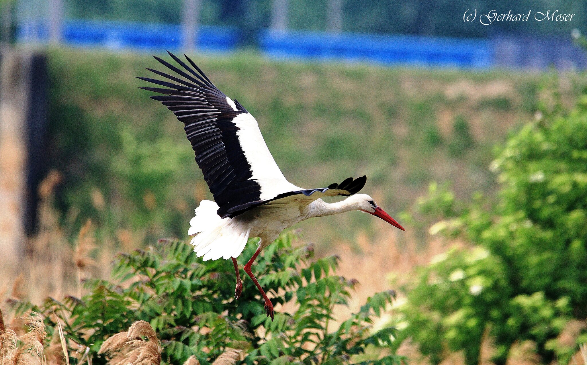 Storch
