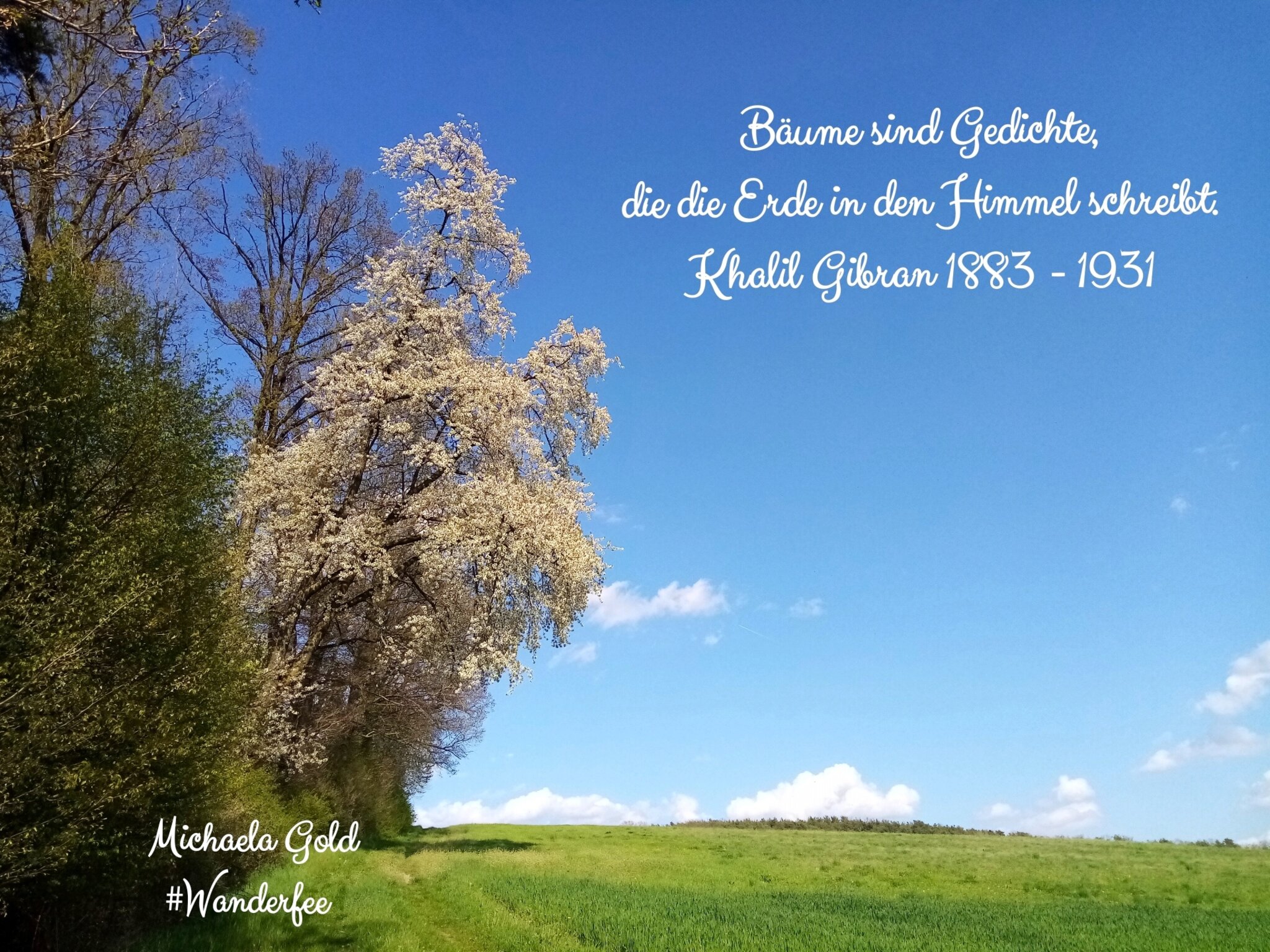 Bäume sind Gedichte, die die Erde in den Himmel schreibt. Khalil Gibran ...