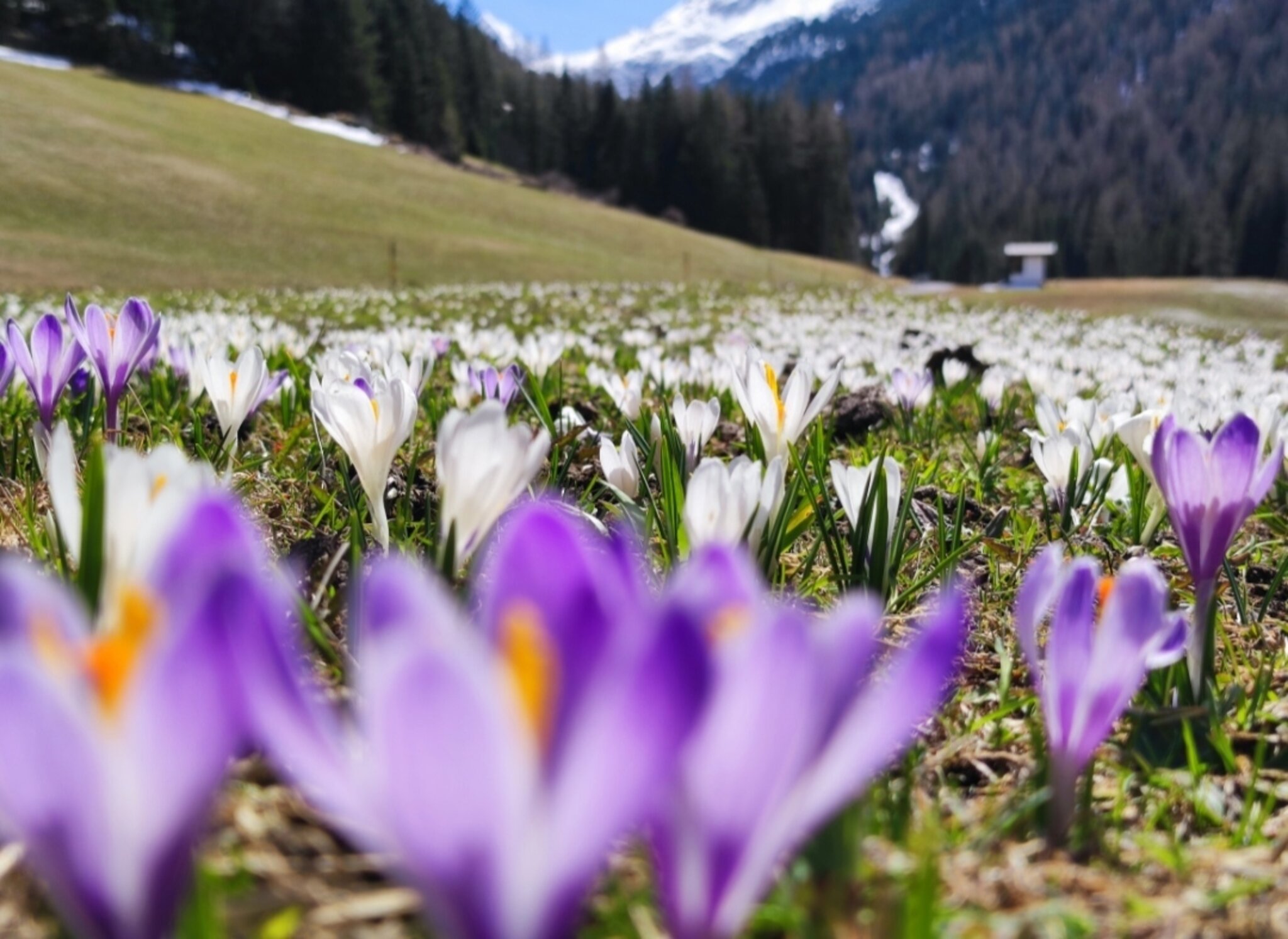 Krokusse in Gries Längenfeld Ötztal