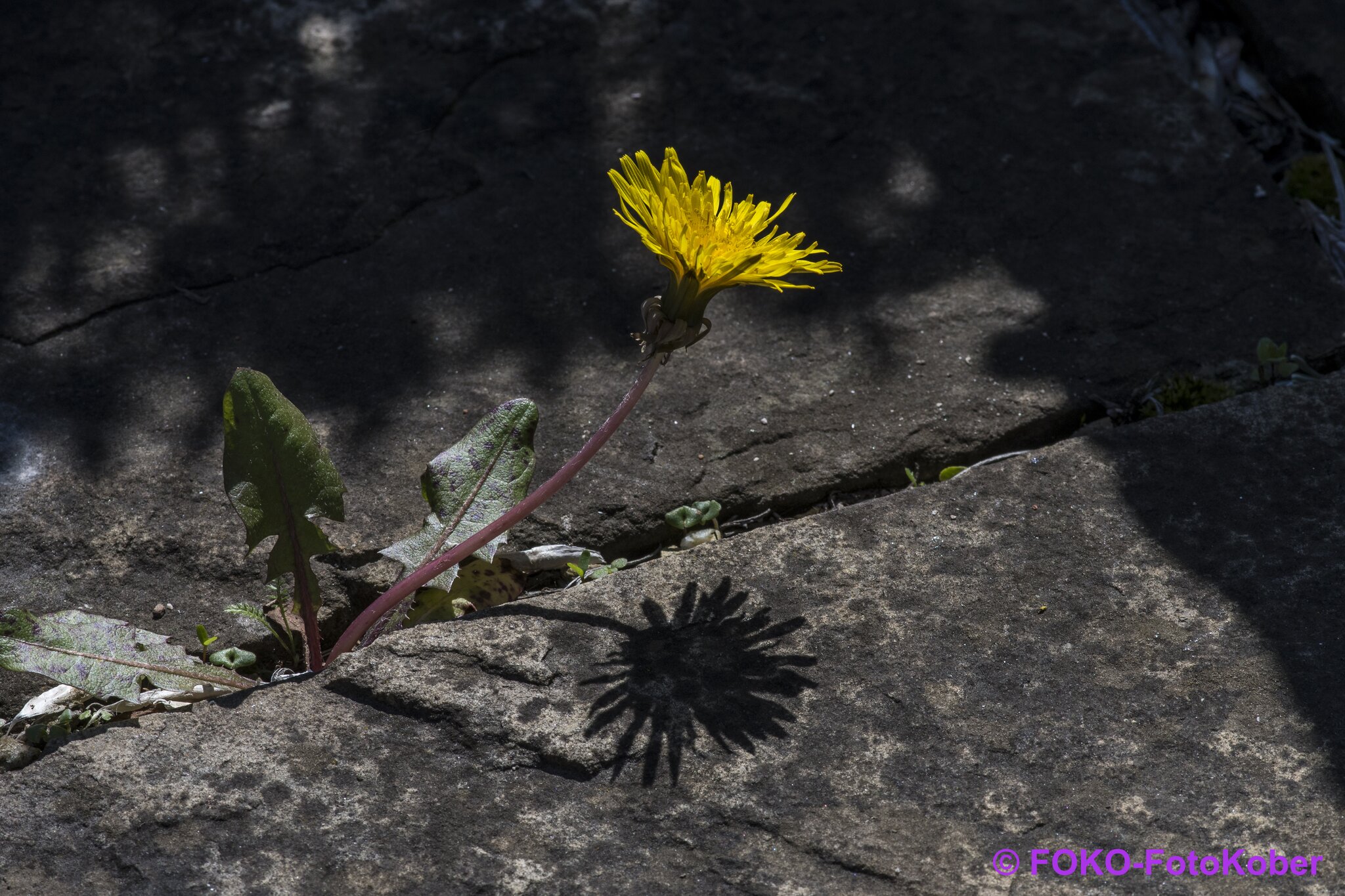 Doppelte Blüte