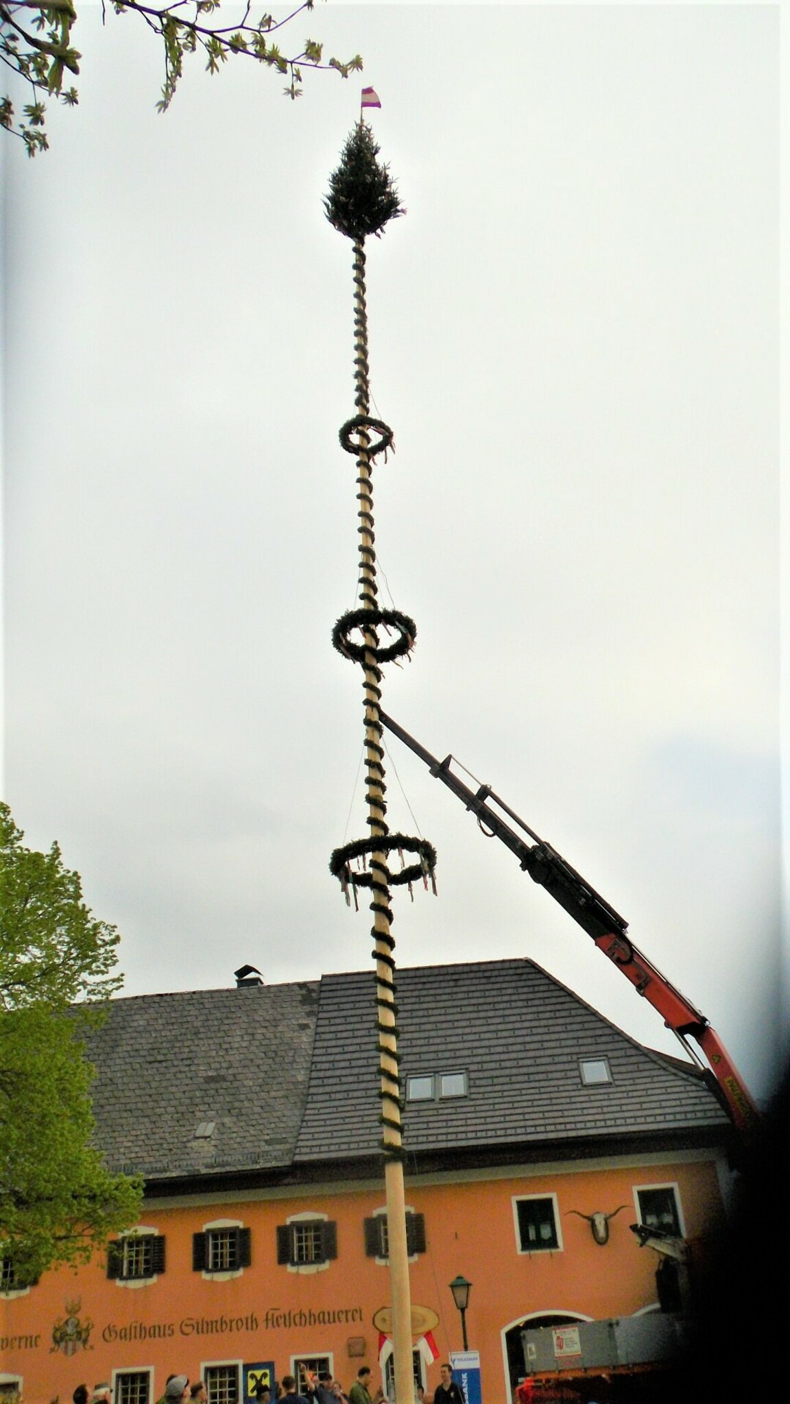 Viechtwang : Maibaumaufstellen der FF-Viechtwang am So. 30. April am Ortsplatz.