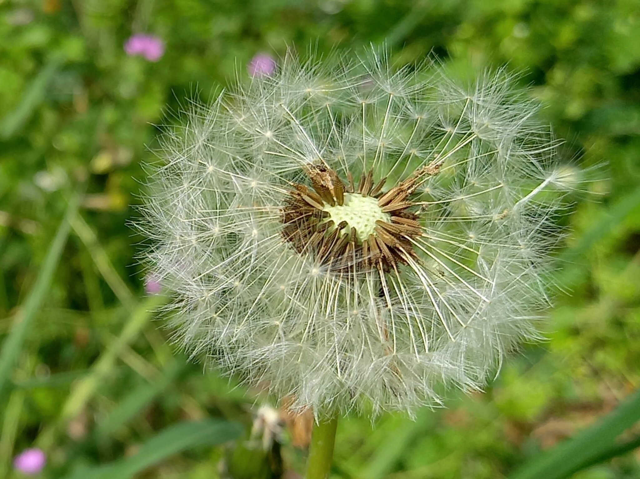Pusteblume.....