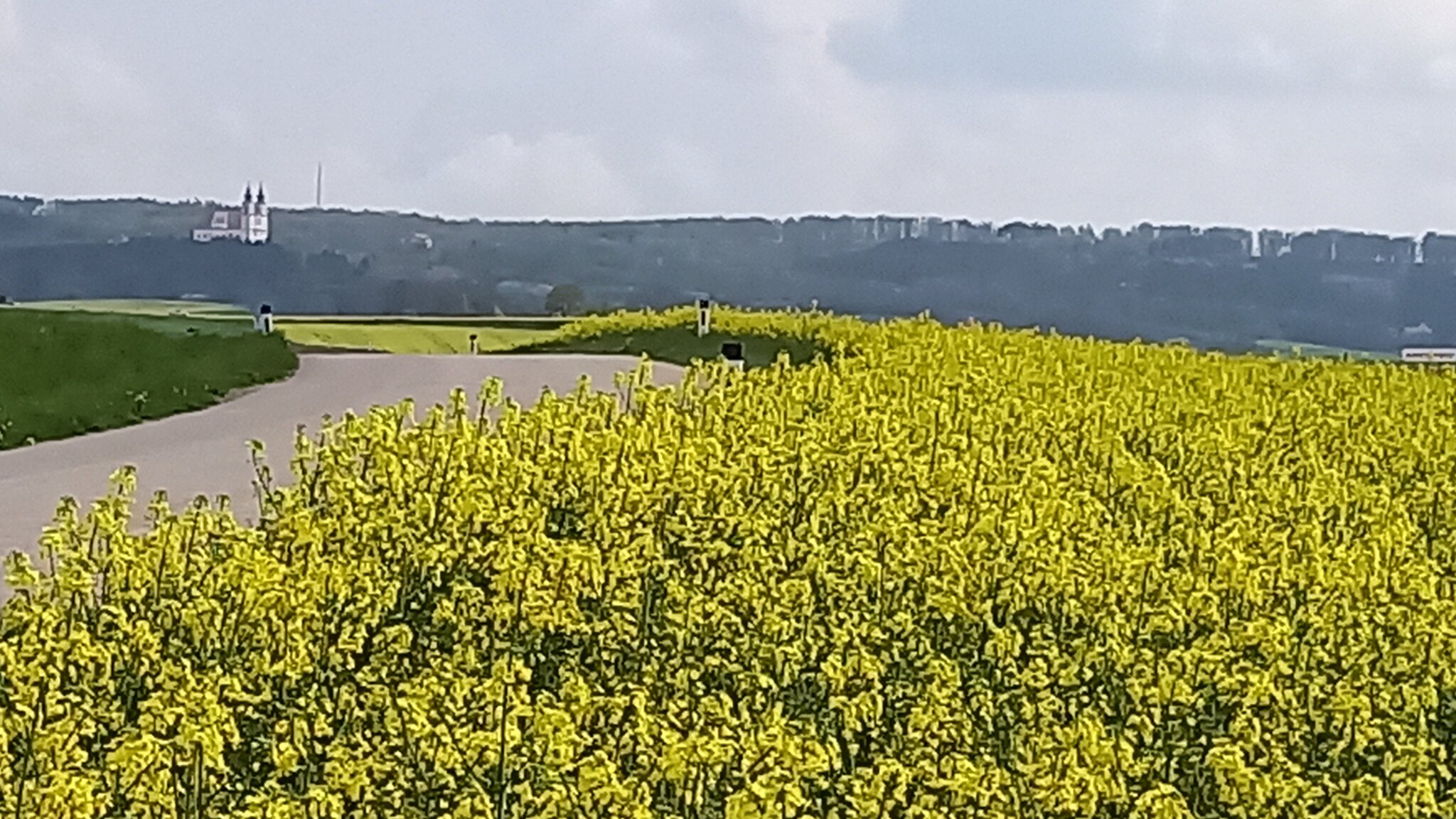 Blühende Rapsfelder