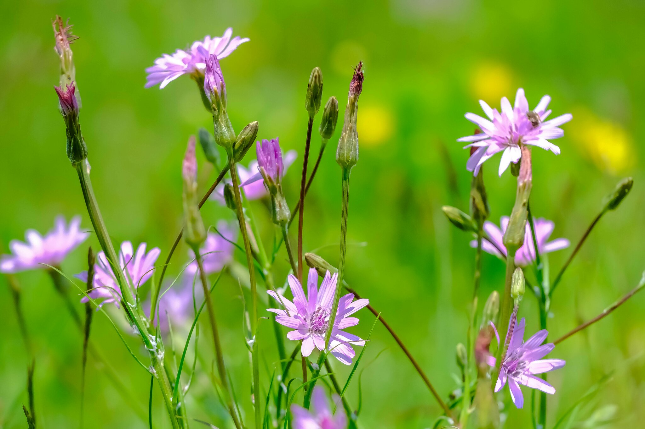 Wiesenblumen