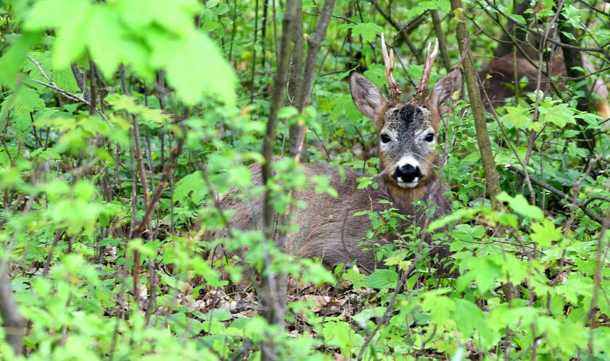 Rehe im Unterholz