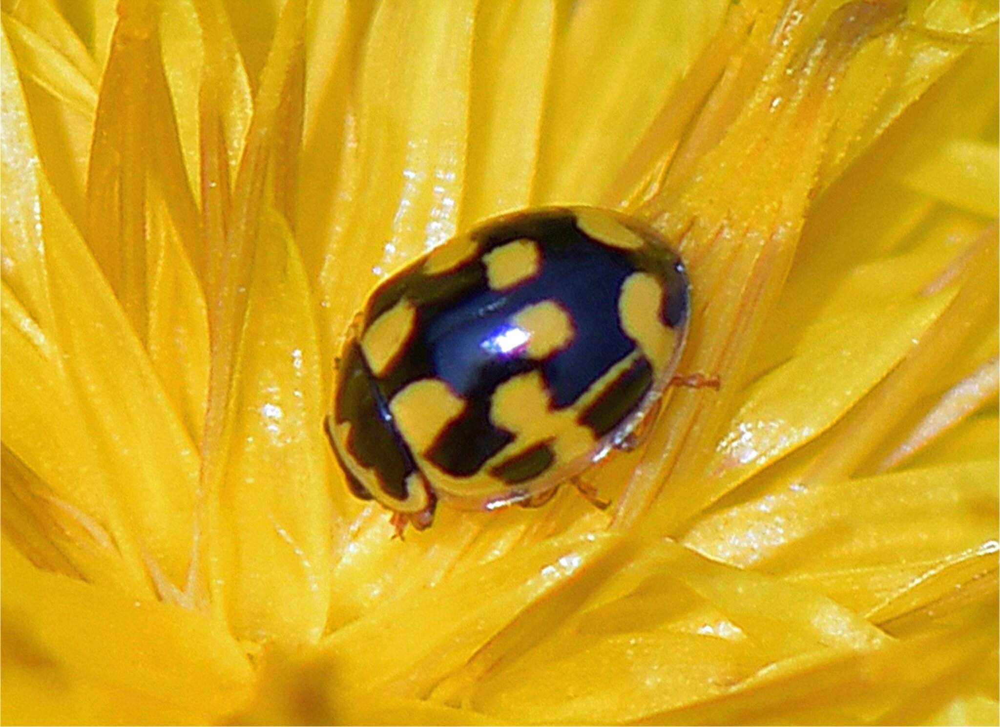 14-Punkt Marienkäfer