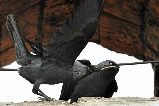 Wohnen im Schornstein 3