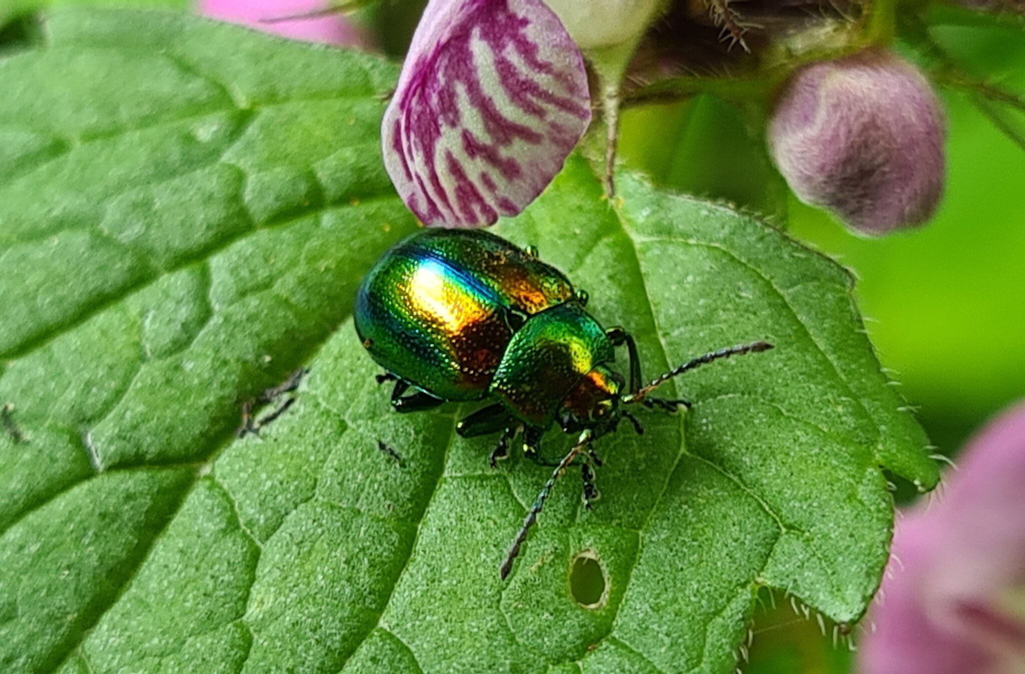 Käfer in Regenbogenfarben