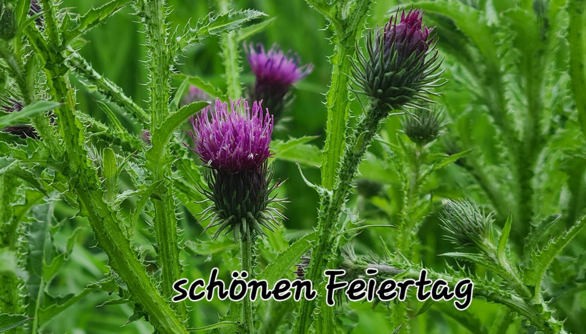 Schönen Feiertag 😍