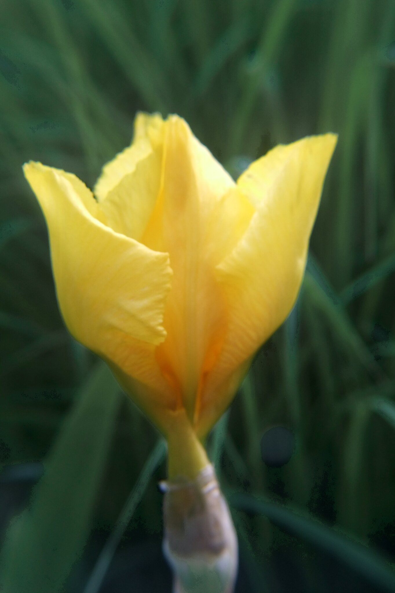 Mit der Iris Knospe wünsche ich allen ein schönes Wochenende