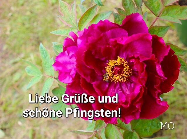 Liebe Grüße und schöne Pfingsten!