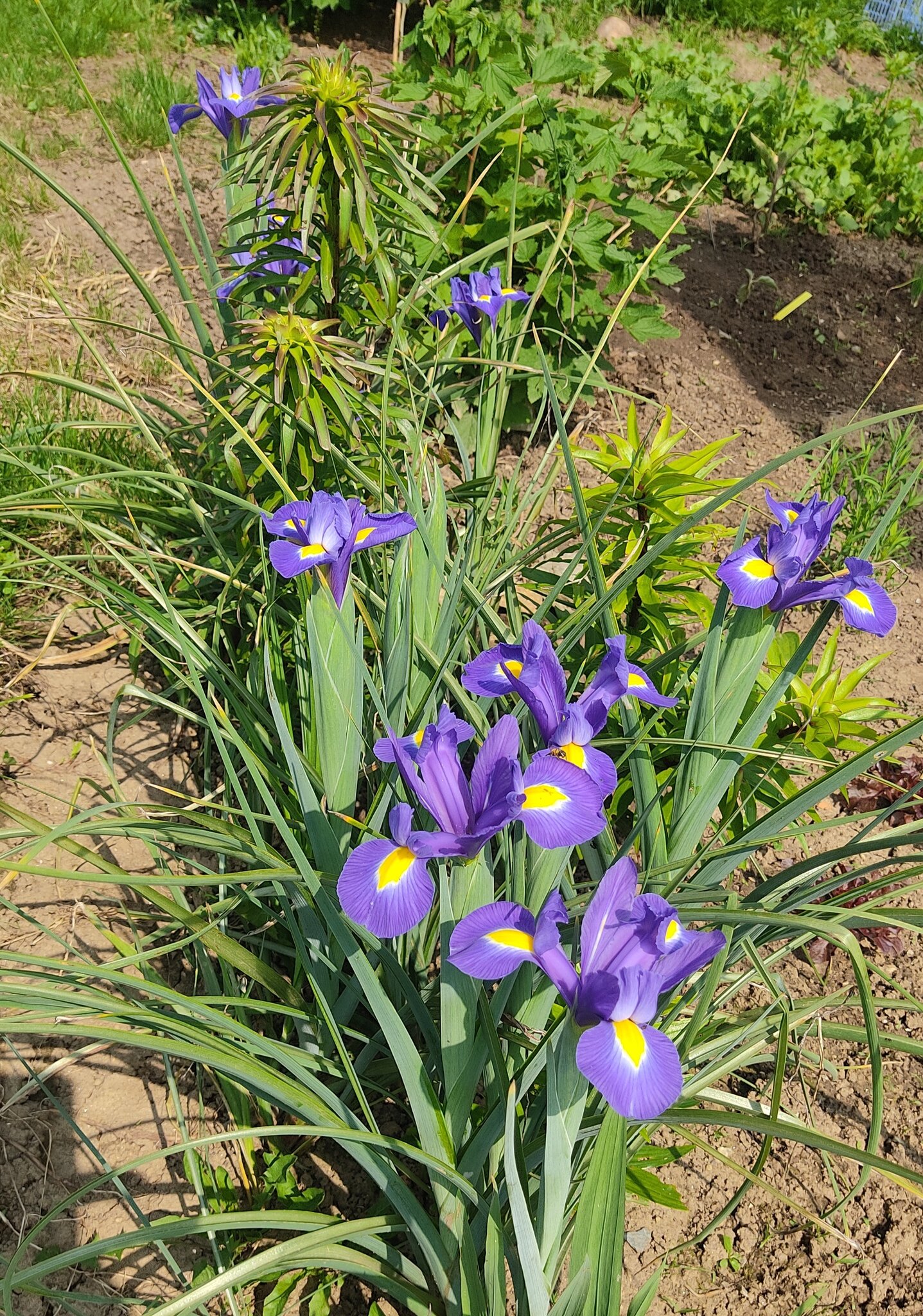 Die Iris im Garten...