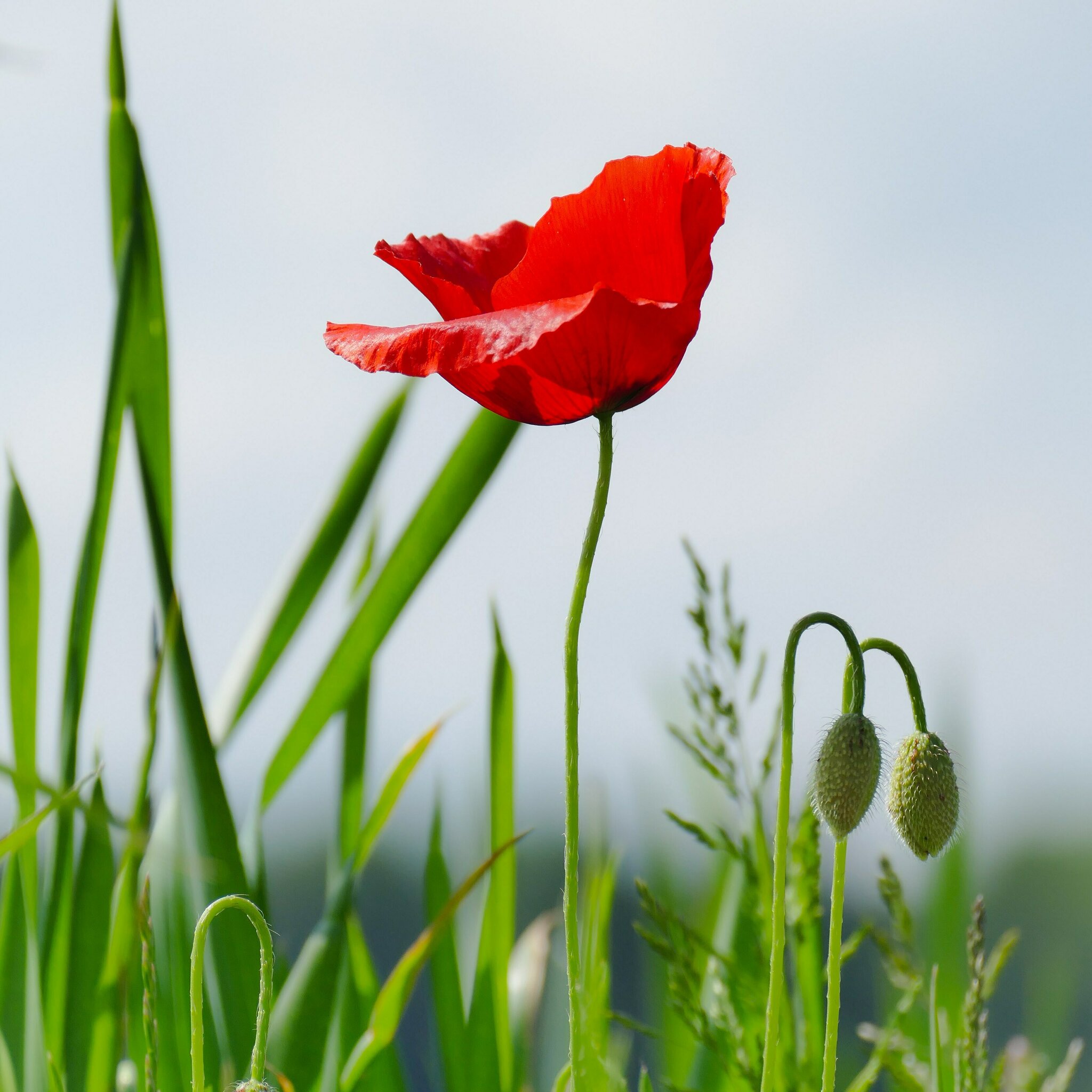 Zarter roter Mohn am Wegesrand