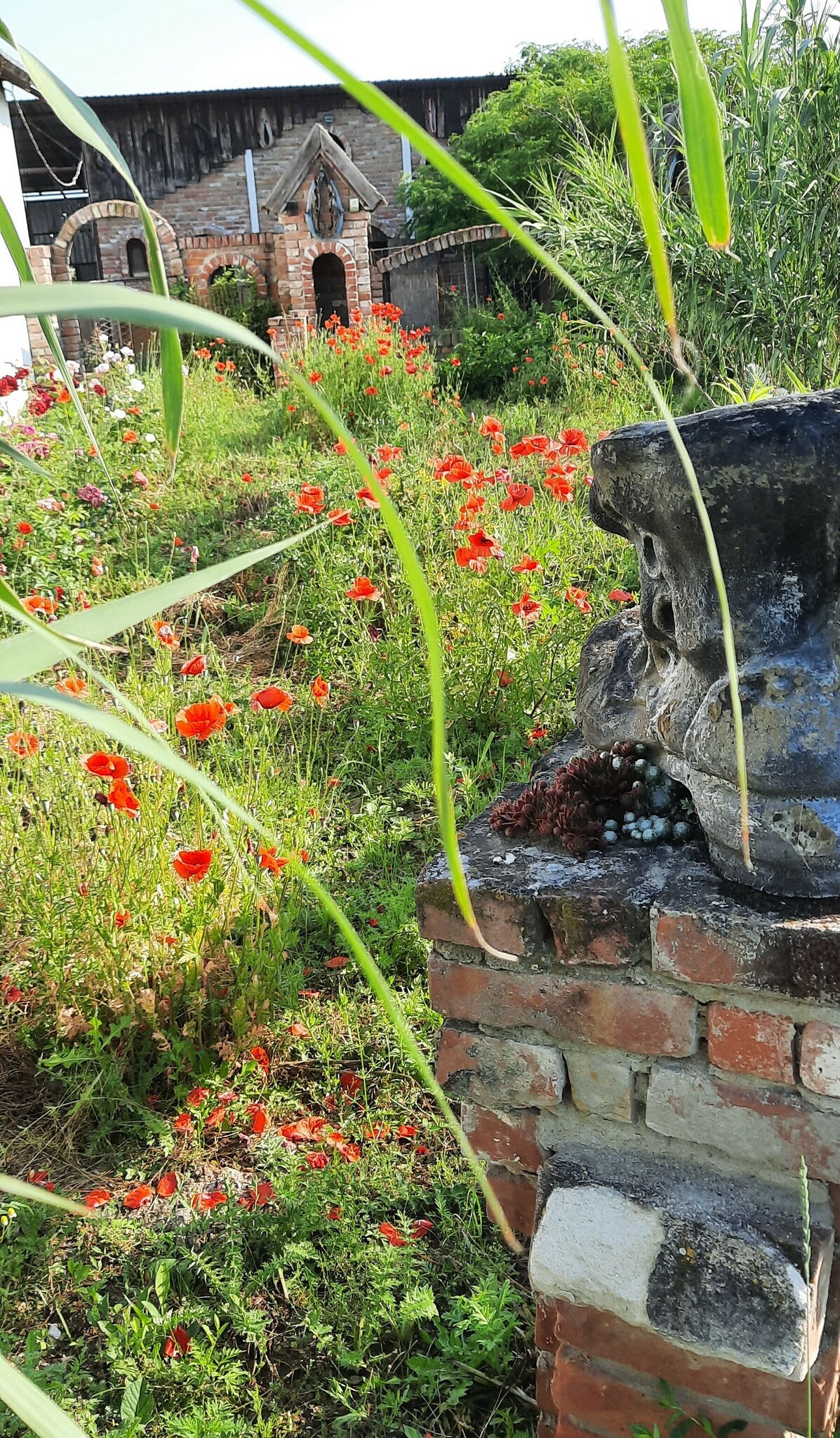 Der Mohn blüht wieder
