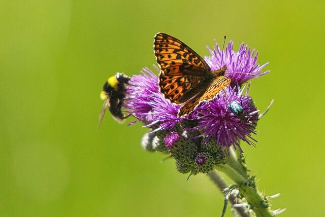 Natürliche Vielfalt: Begegnung an der Distel zwischen Schmetterling ...