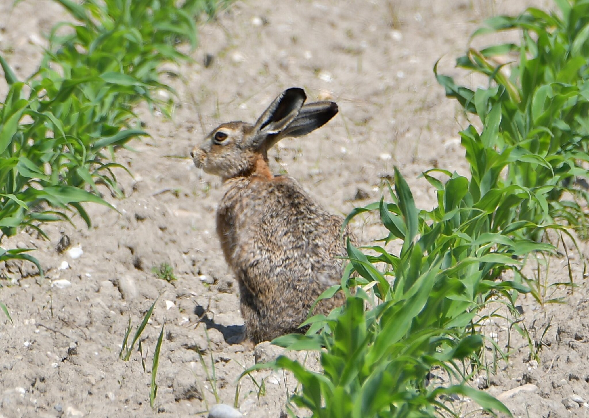 Ohren spitzen...da ist wer....