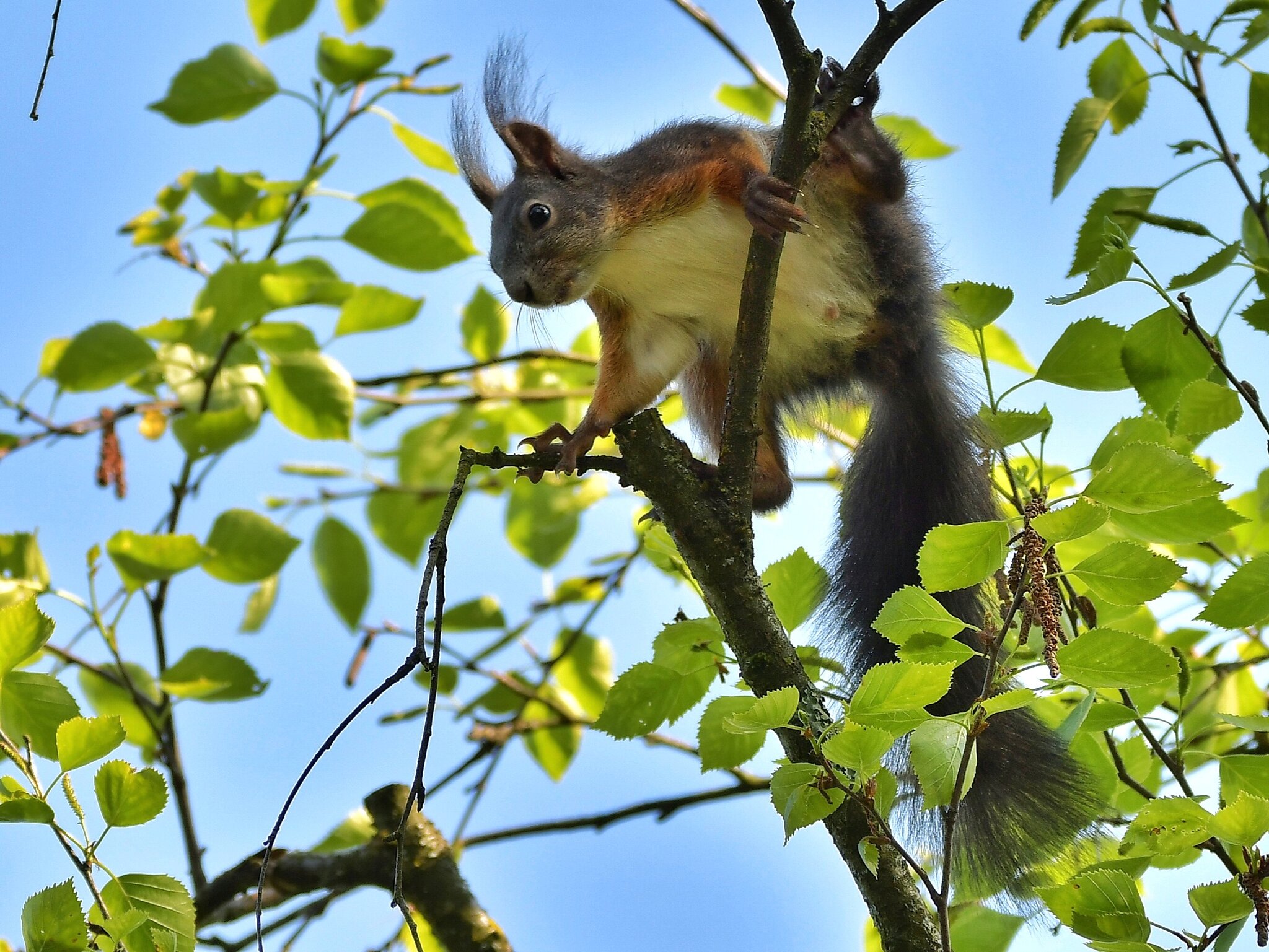 Hallo, hier oben bin ich! 🐿