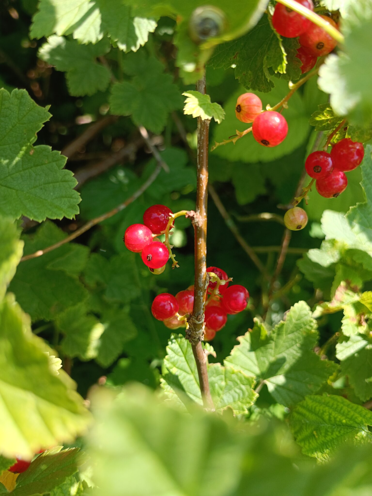 Die Ribisel brauchen Sonne