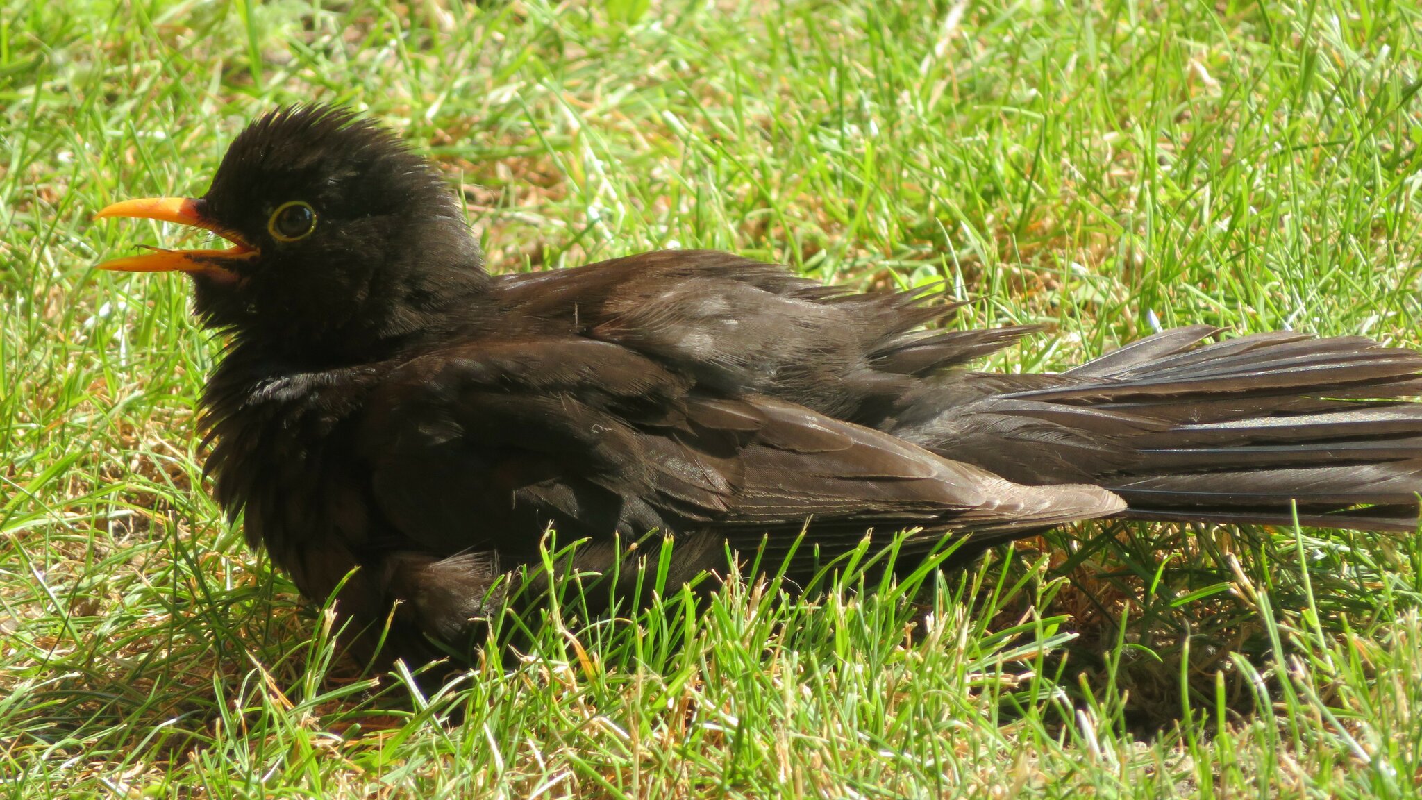 Sonnenbaden bei dieser Hitze