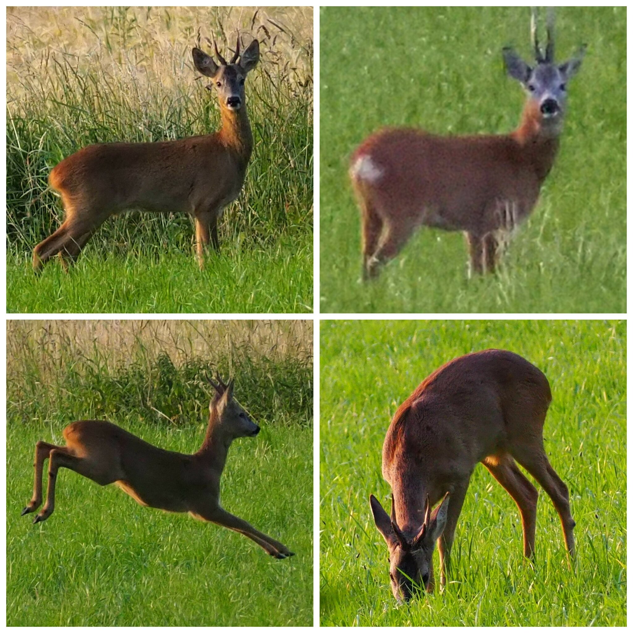 Rehböcke beobachtet