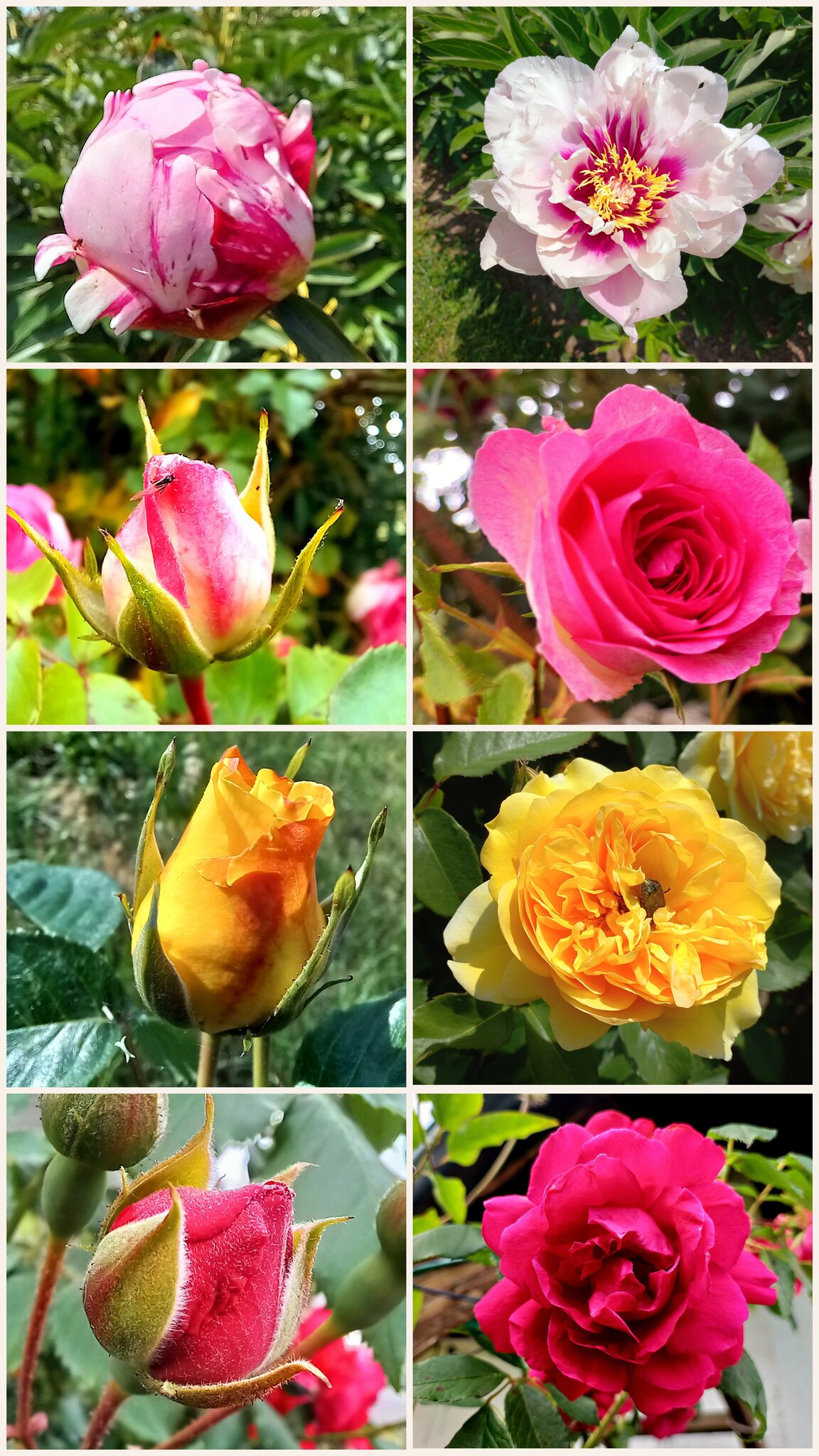 Von der Knospe zur Blüte