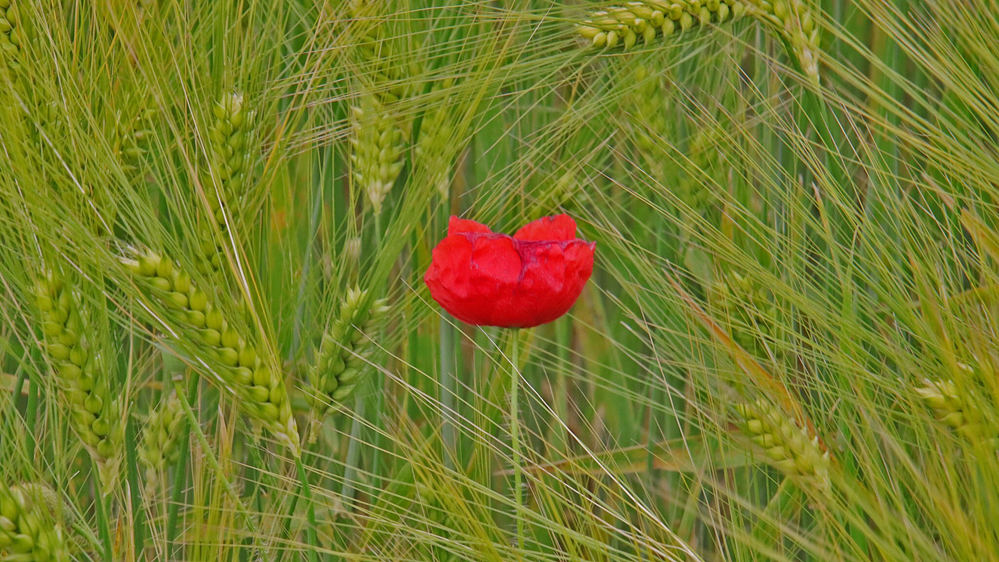 roter Farbklecks .....