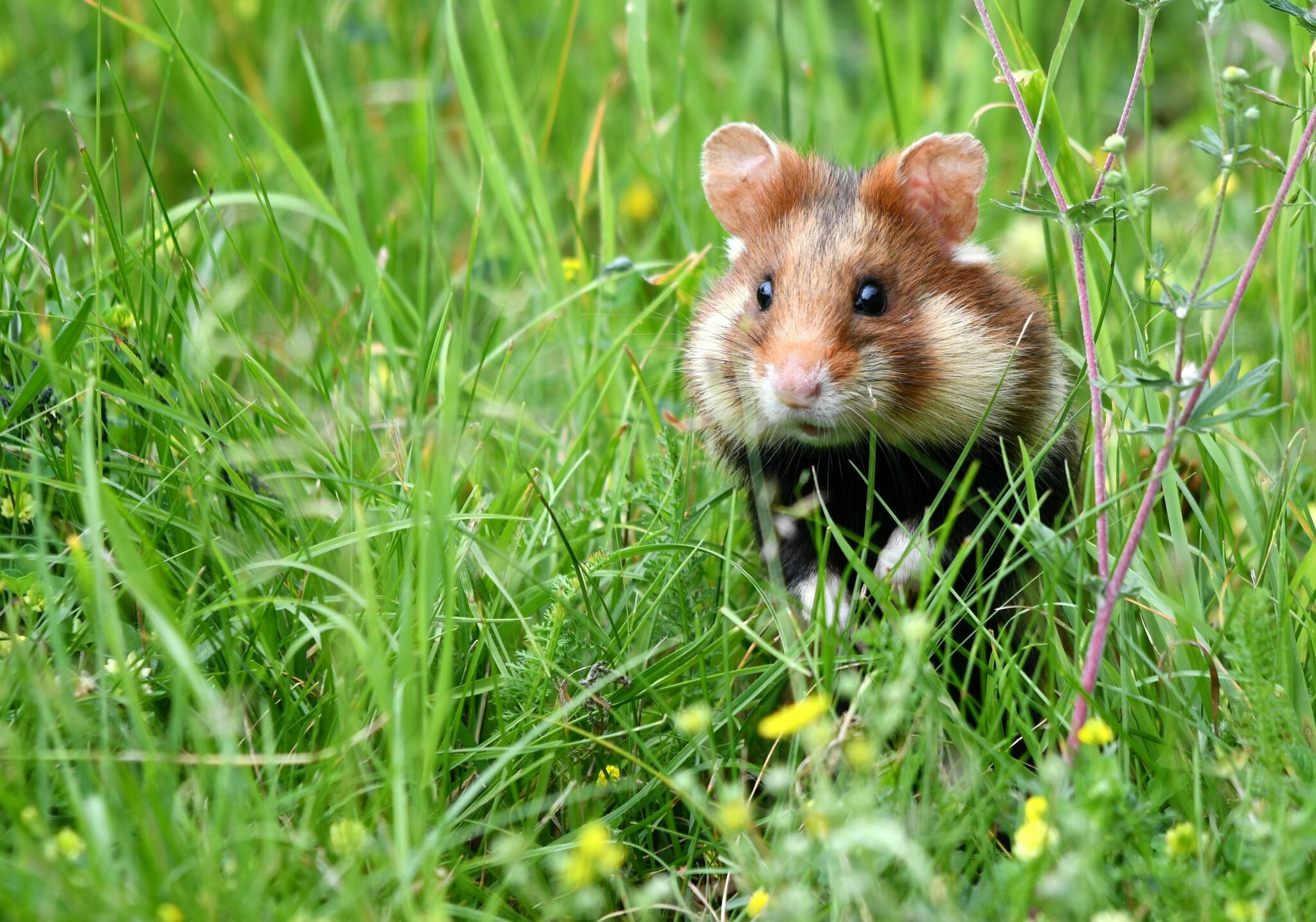 Besuch beim Feldhamster