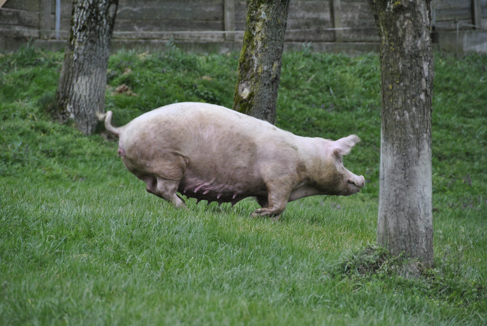 Run Piggy Run!