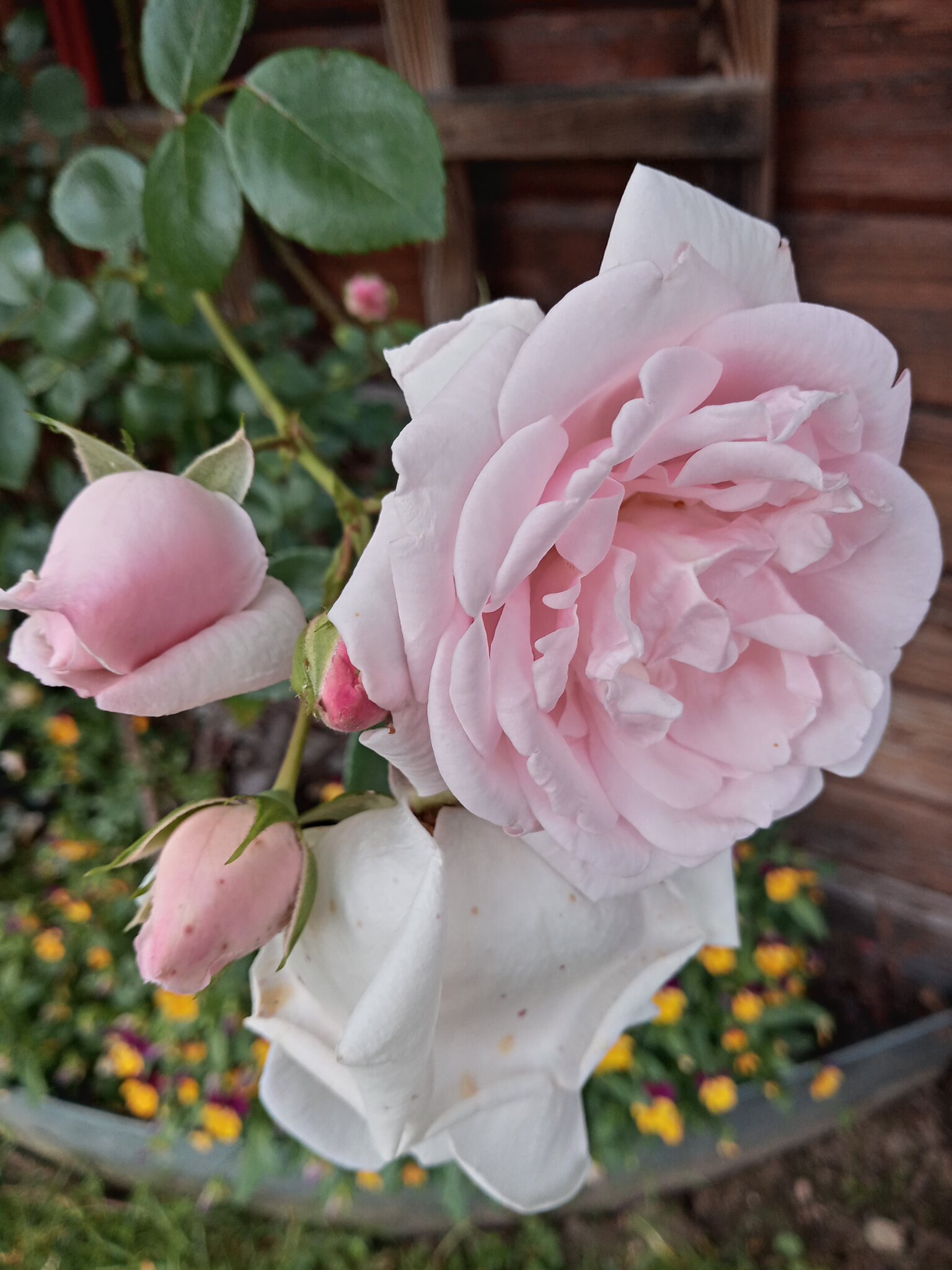 rosige Zeiten🌸💗