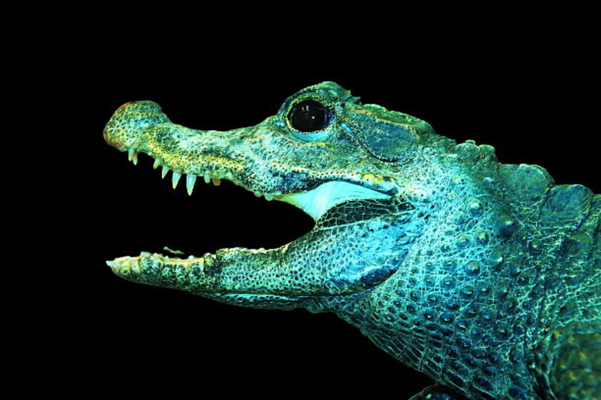 Das Lächeln des Kaiman!