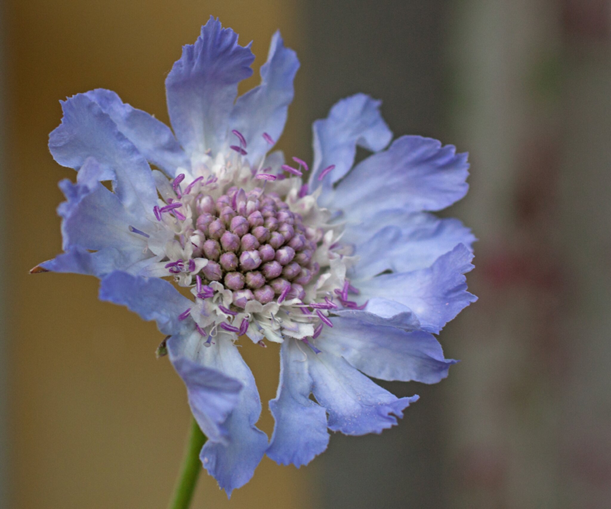 Scabiose