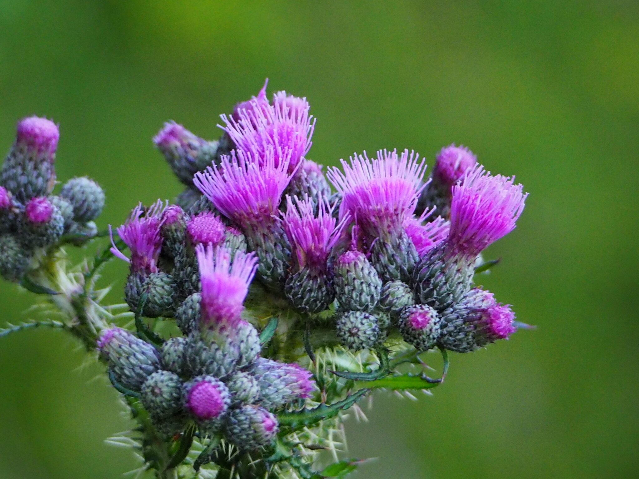 Die Distel, schön aber mit Vorsicht zu genießen.