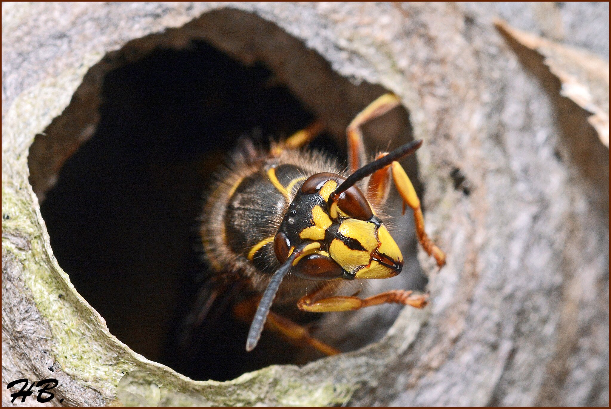 Was ist denn da draussen für Lärm -- scheint der Gedanke dieser Wespe zu sein