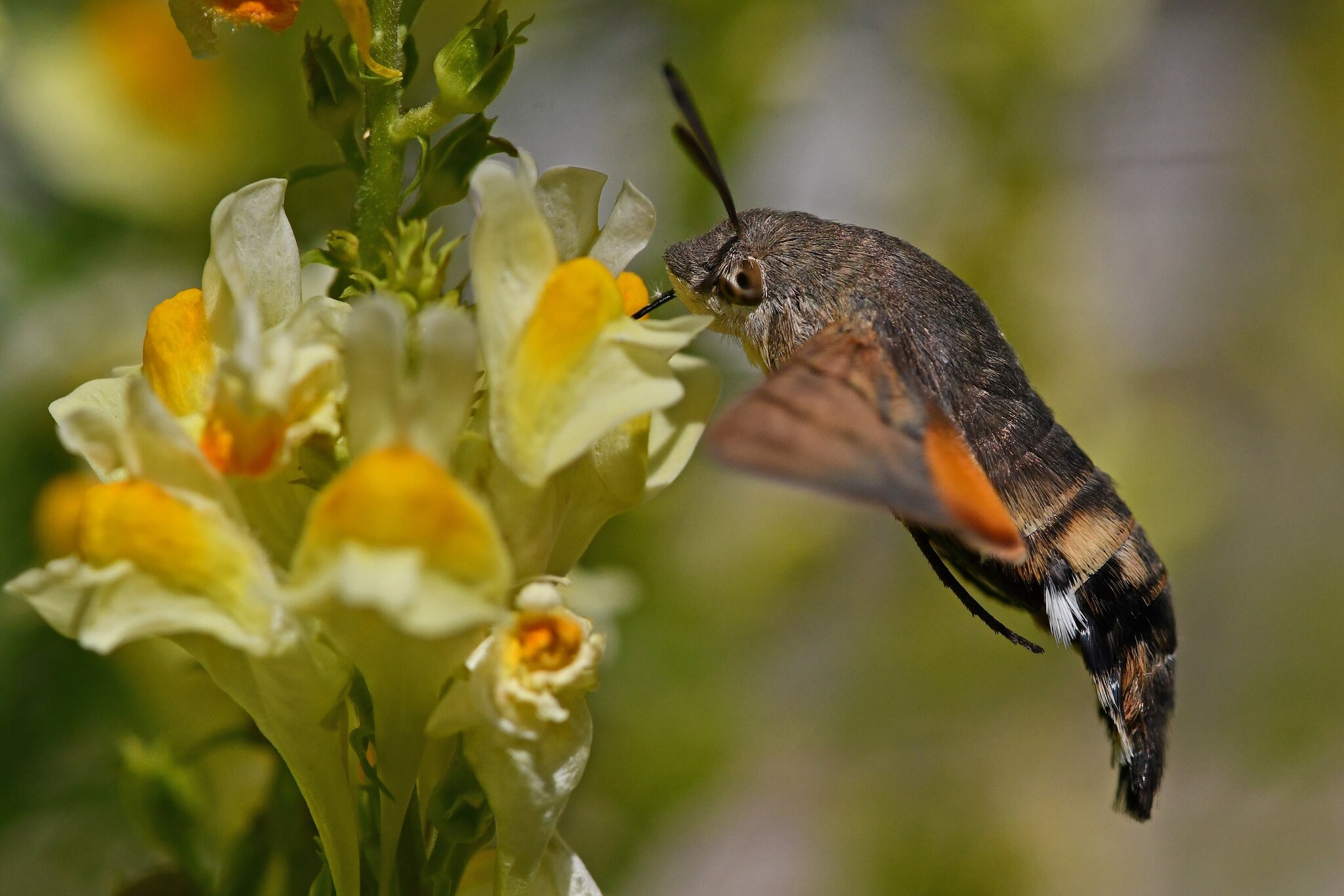 Labung im Schwirrflug